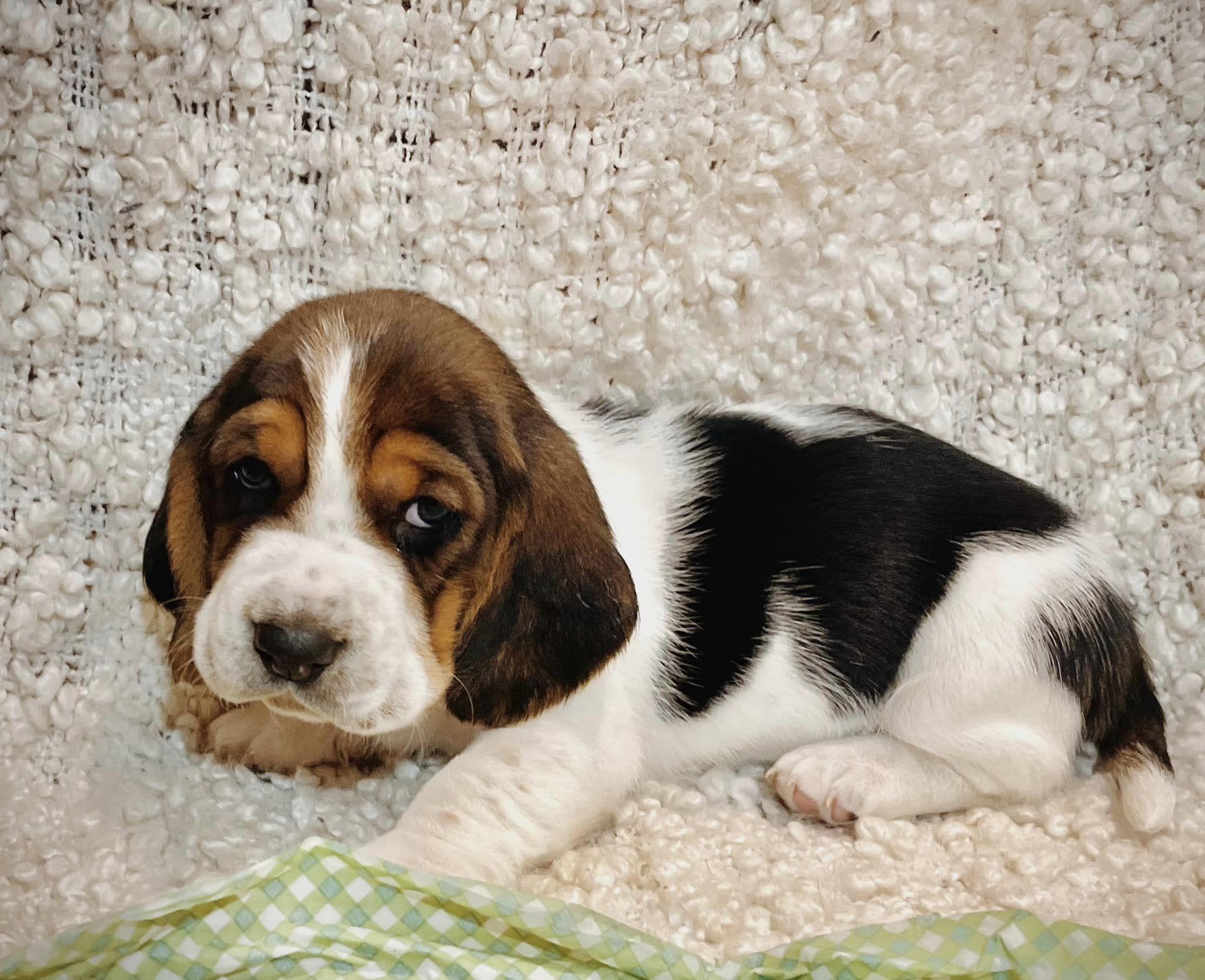 Happy Hills Bassets in California | Basset Hound puppies | Good Dog