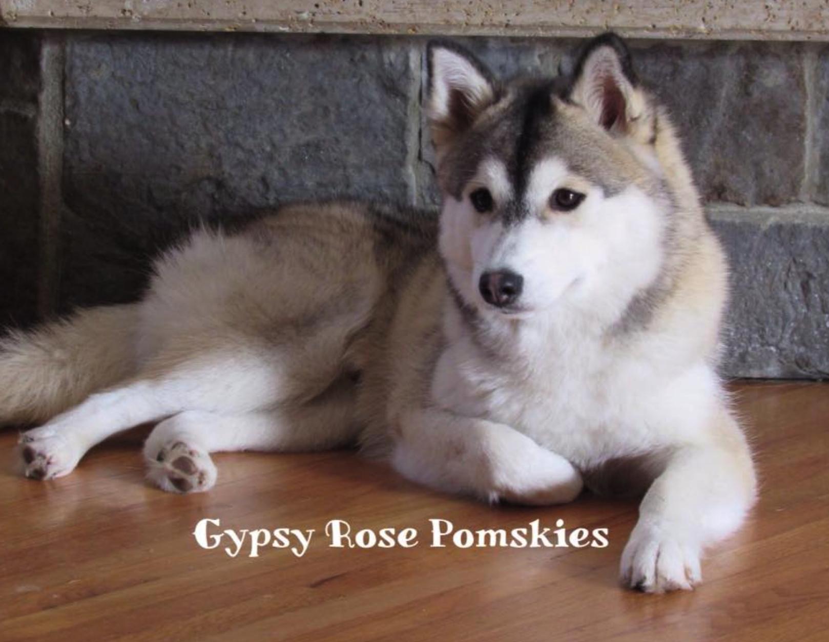 Gypsy Rose Pomskies in Minnesota | Pomsky puppies | Good Dog