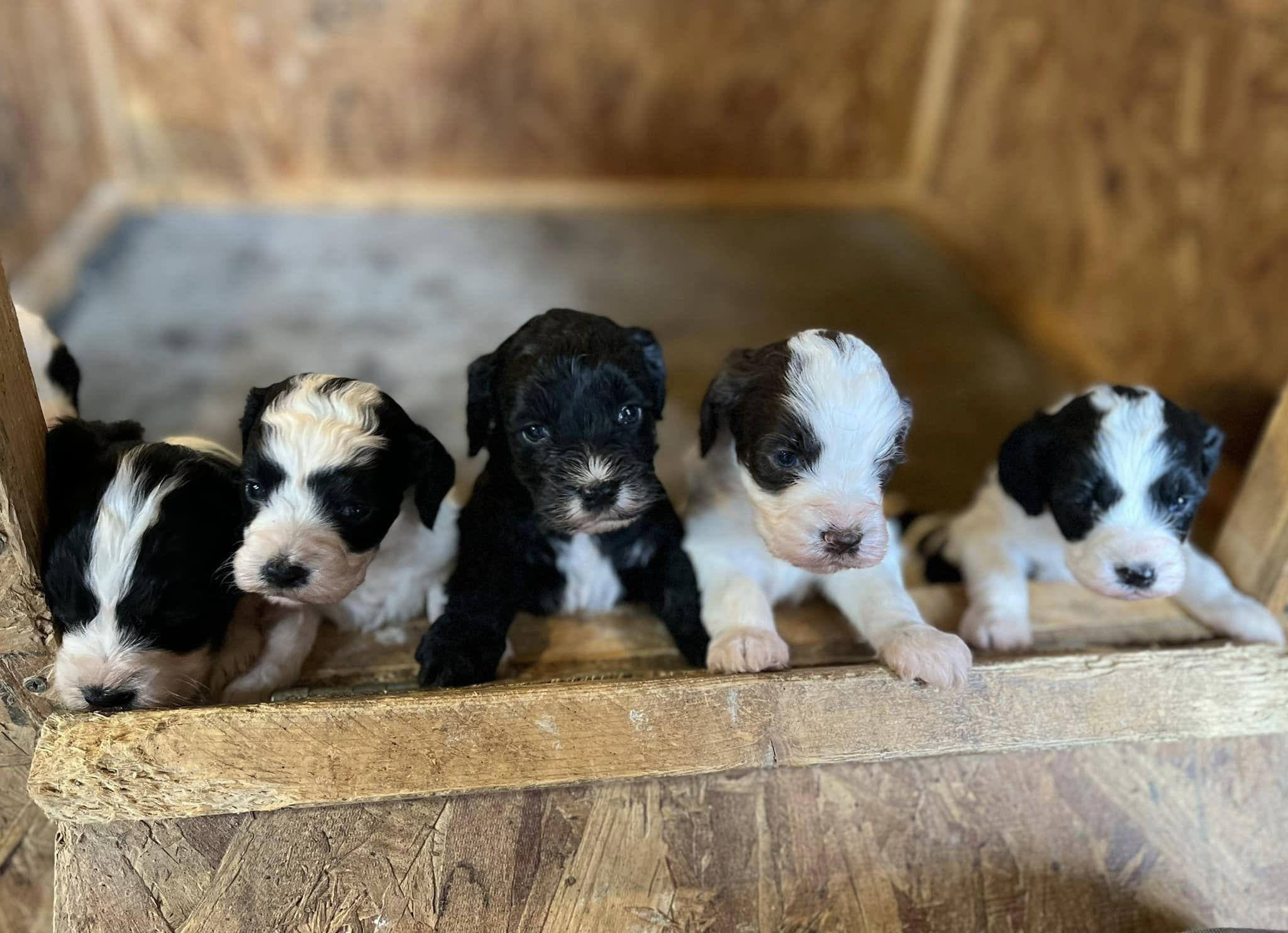 Grit & Grace Kennels in Illinois | Springerdoodle puppies | Good Dog