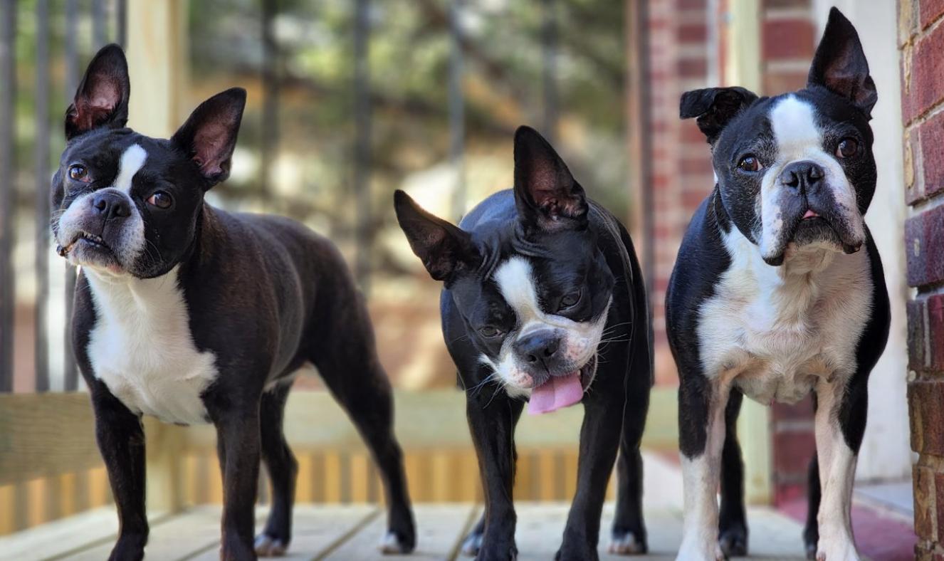 Tracy’s TLC Club in Texas | Boston Terrier and French Bulldog puppies ...