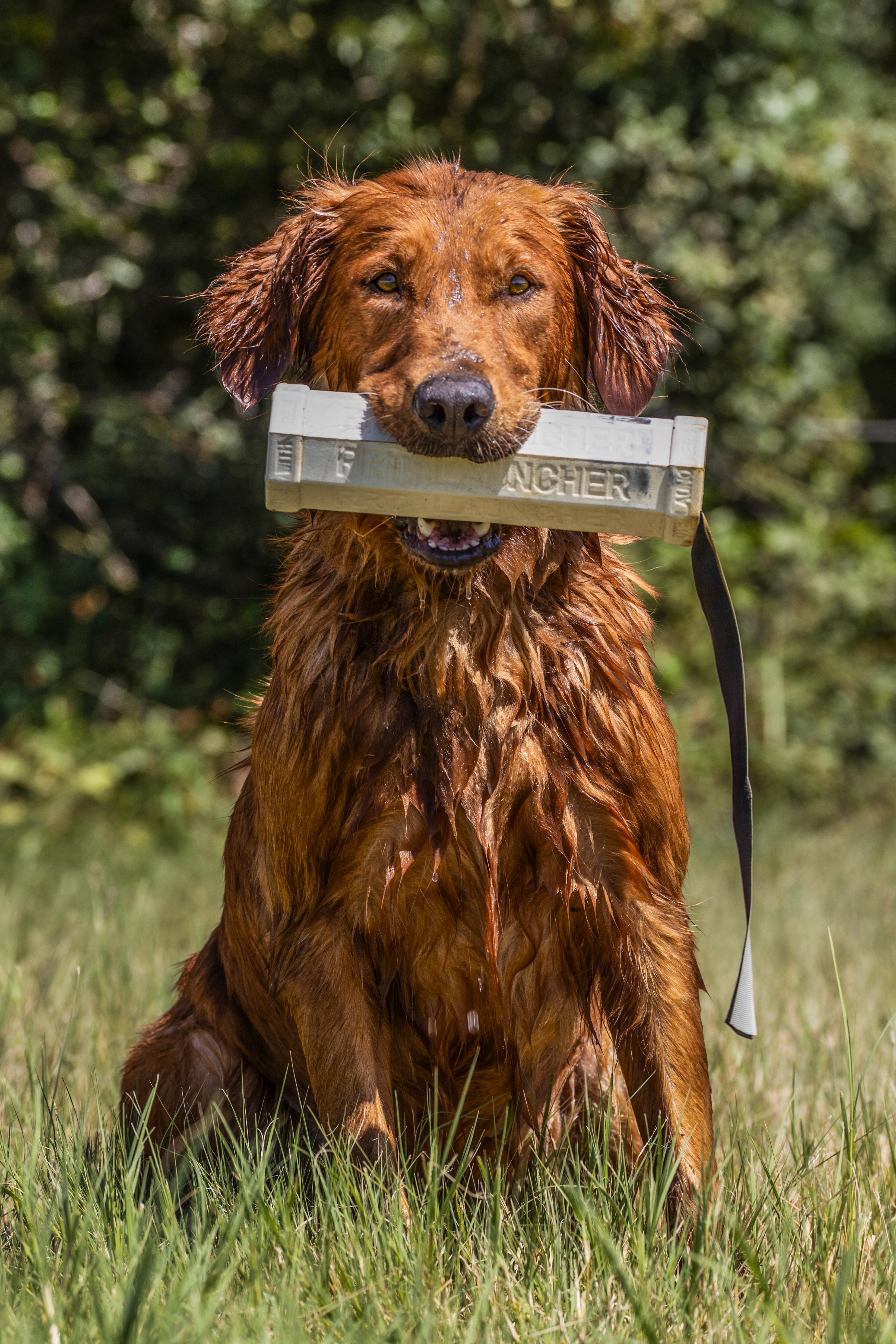 Red-Dawn in Texas | Golden Retriever puppies | Good Dog