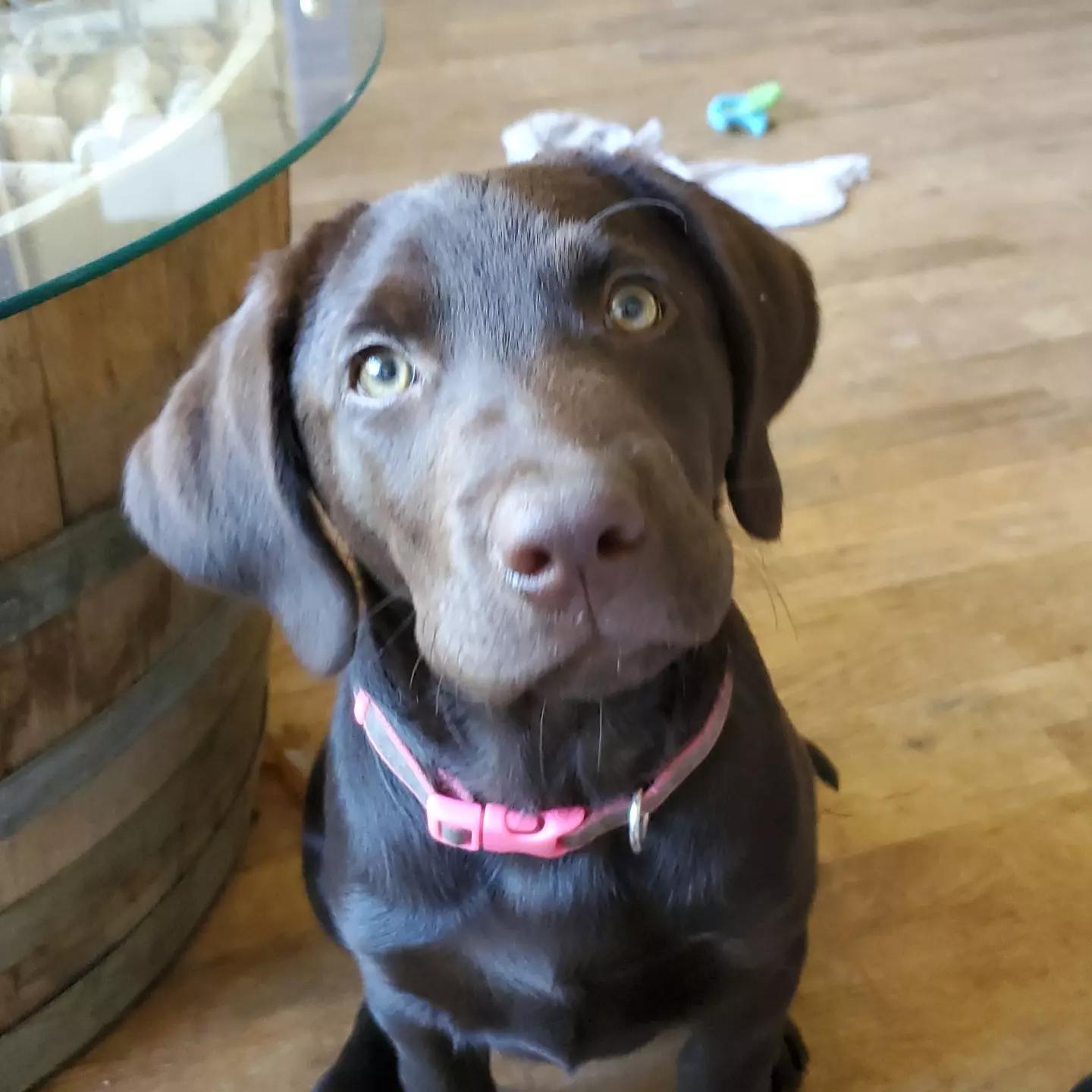 Sunset Pines Labradors in Idaho | Labrador Retriever puppies | Good Dog