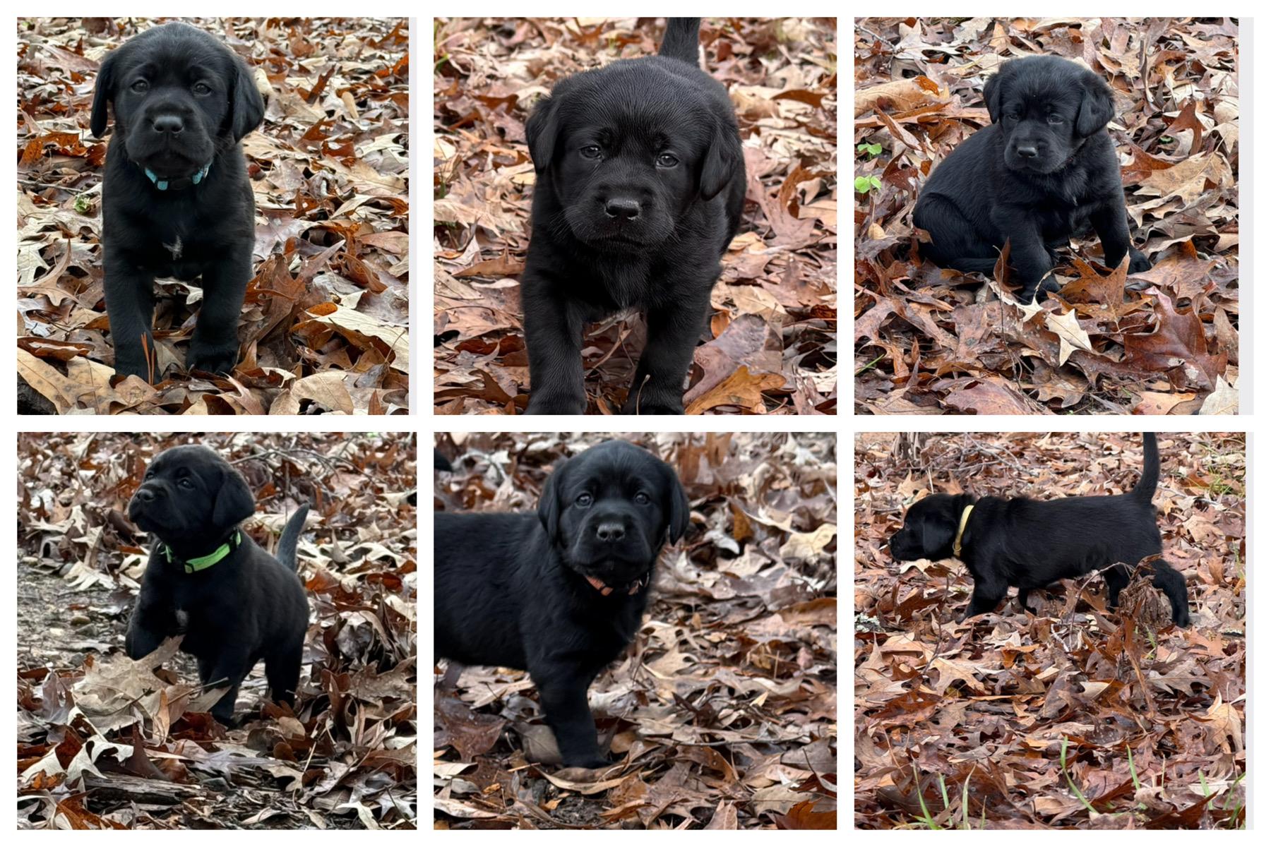 Perfect Storm Kennels in Louisiana | Labrador Retriever puppies | Good Dog