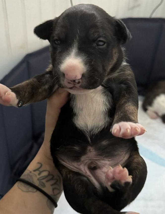 Northeast Bull Terriers in Massachusetts | Bull Terrier puppies | Good Dog