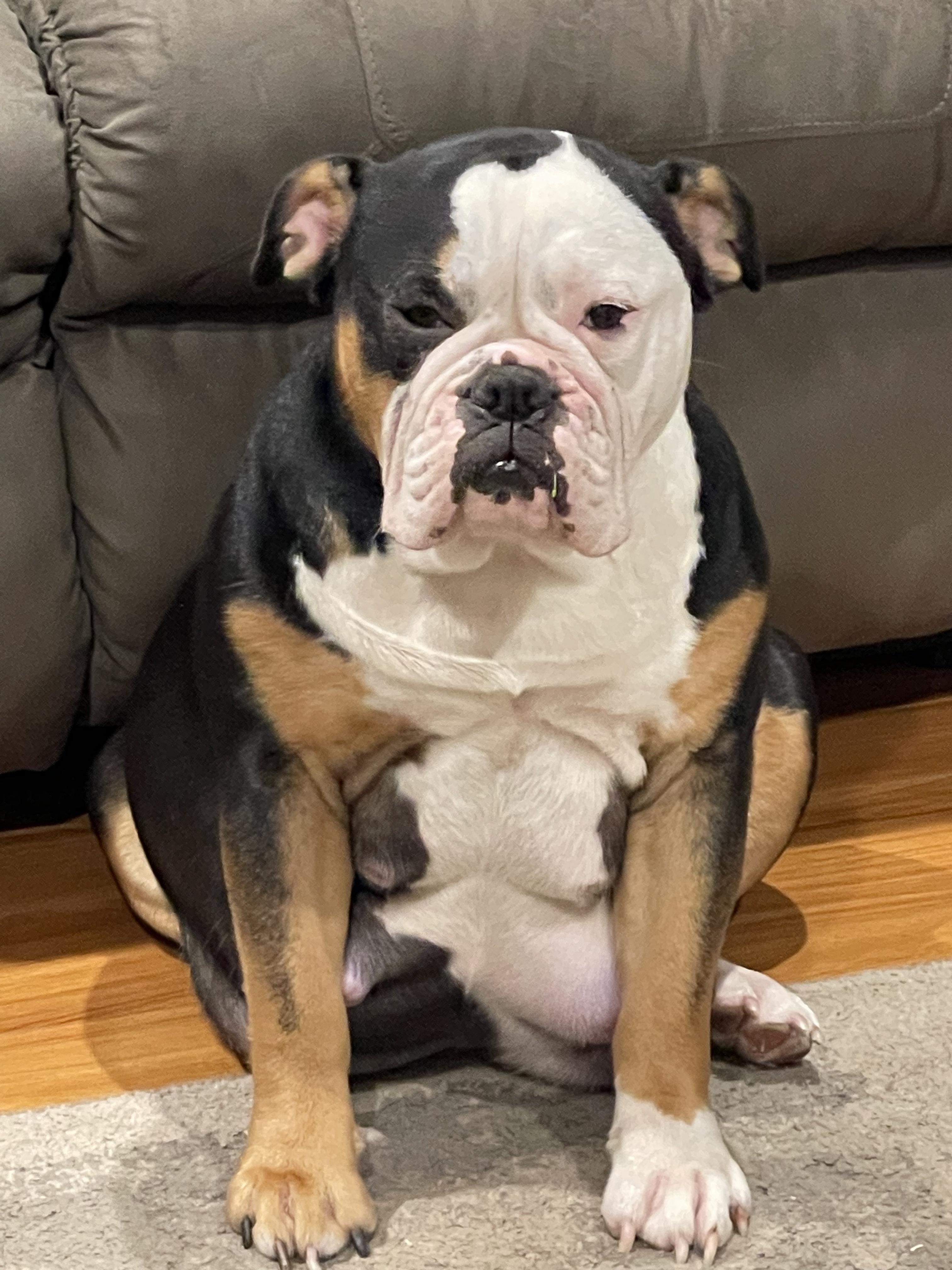 Bay Area Bulldogs in Florida | Bulldog puppies | Good Dog