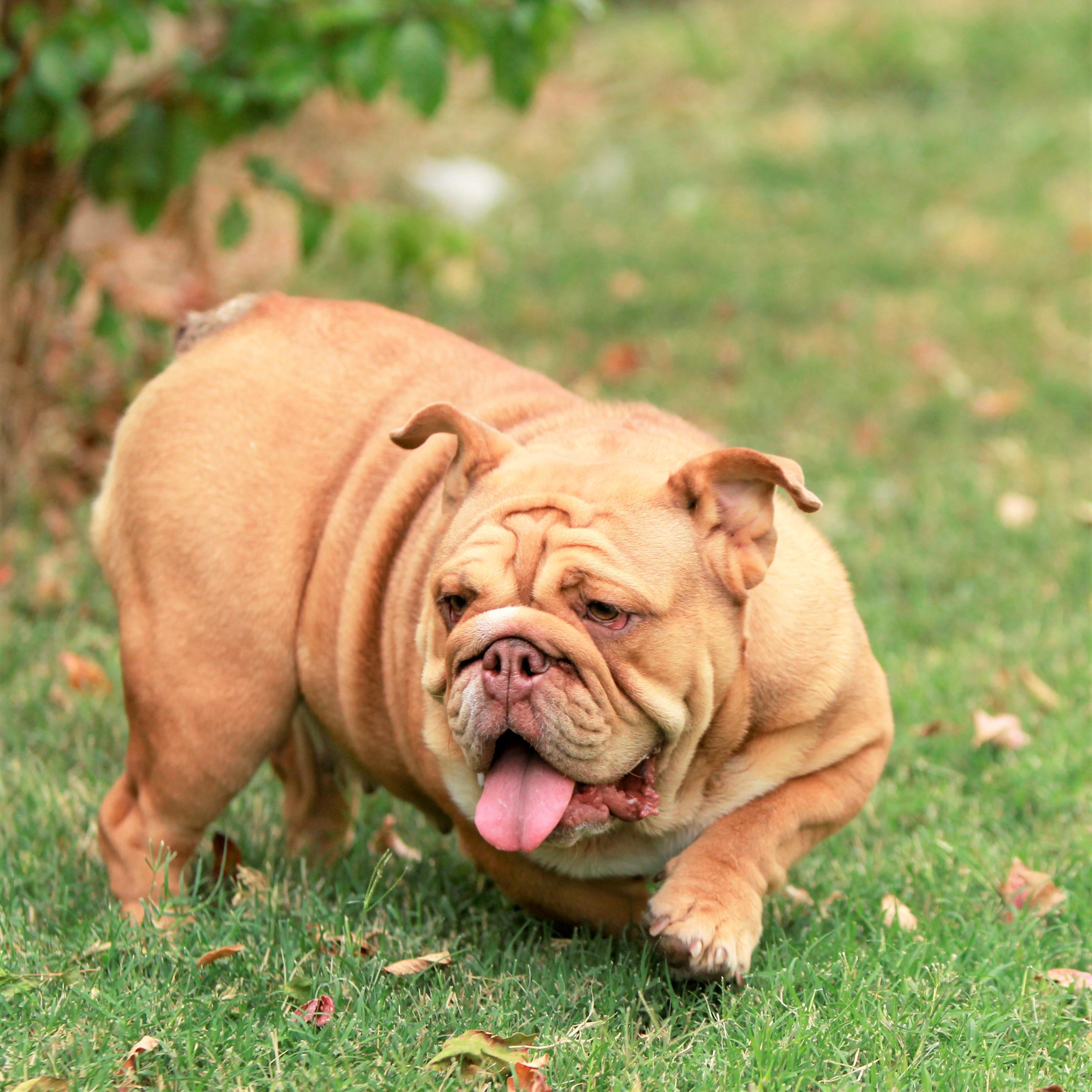 Old School Bullies in California | Bulldog and French Bulldog puppies ...