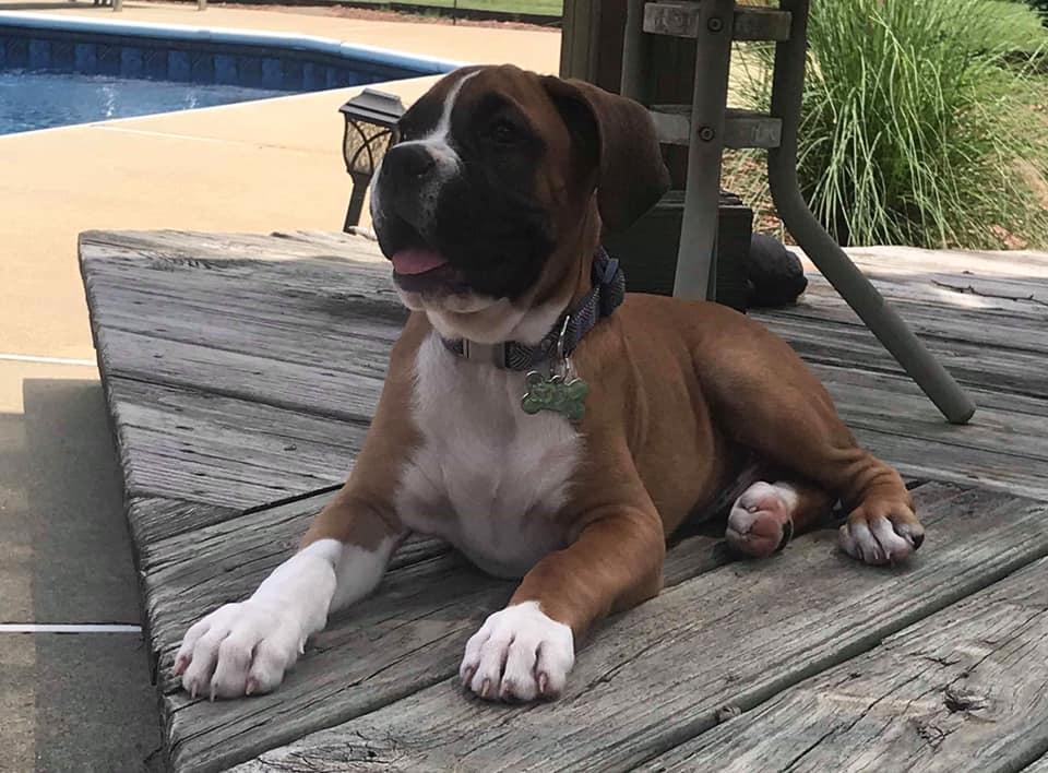 Griffindors Boxers in North Carolina | Boxer puppies | Good Dog