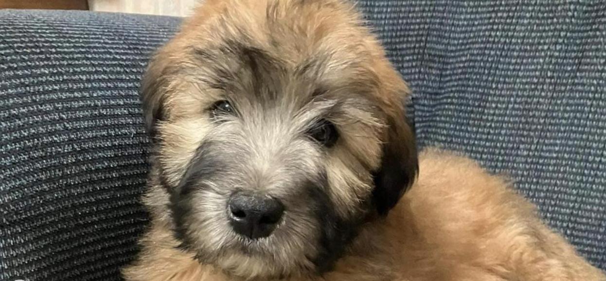 GalloRose Wheatens in North Carolina | Soft Coated Wheaten Terrier ...