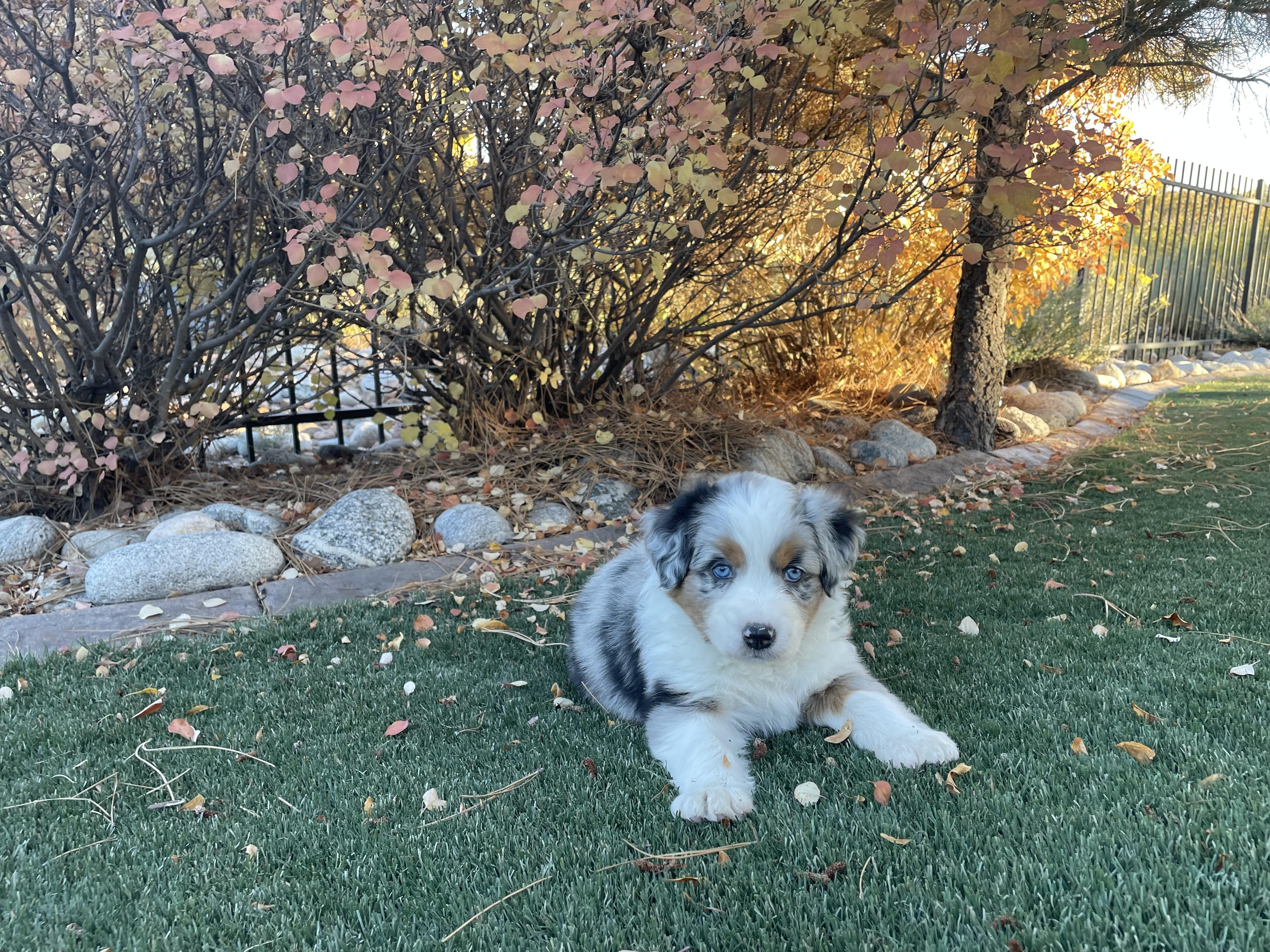 Double NB Livestock LLC in Colorado | Australian Shepherd puppies ...