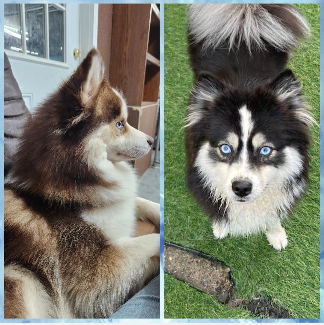 Bitz of Spitz in Oregon | Pomsky puppies | Good Dog