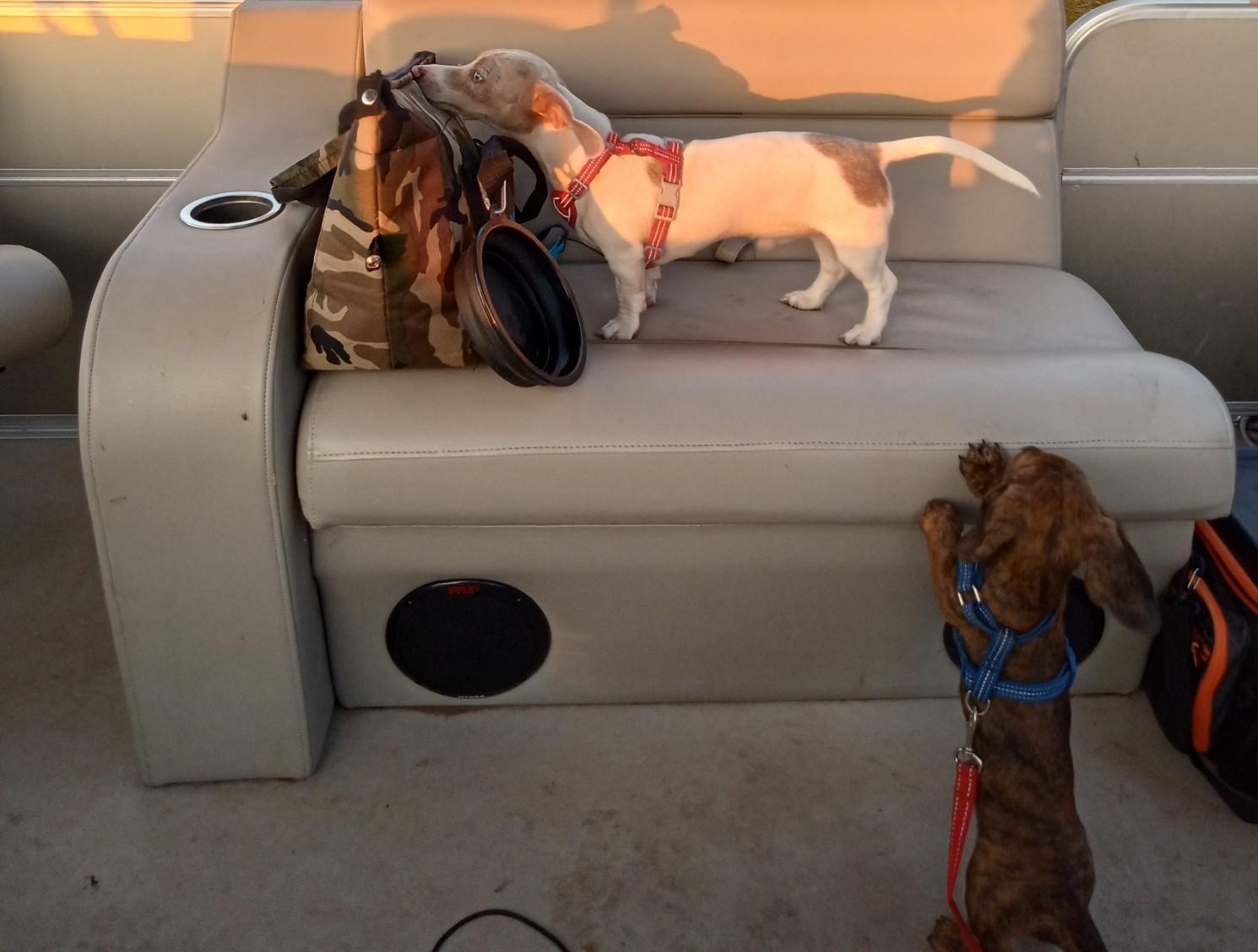 Frank's Mini Doxies in Oklahoma | Dachshund puppies | Good Dog