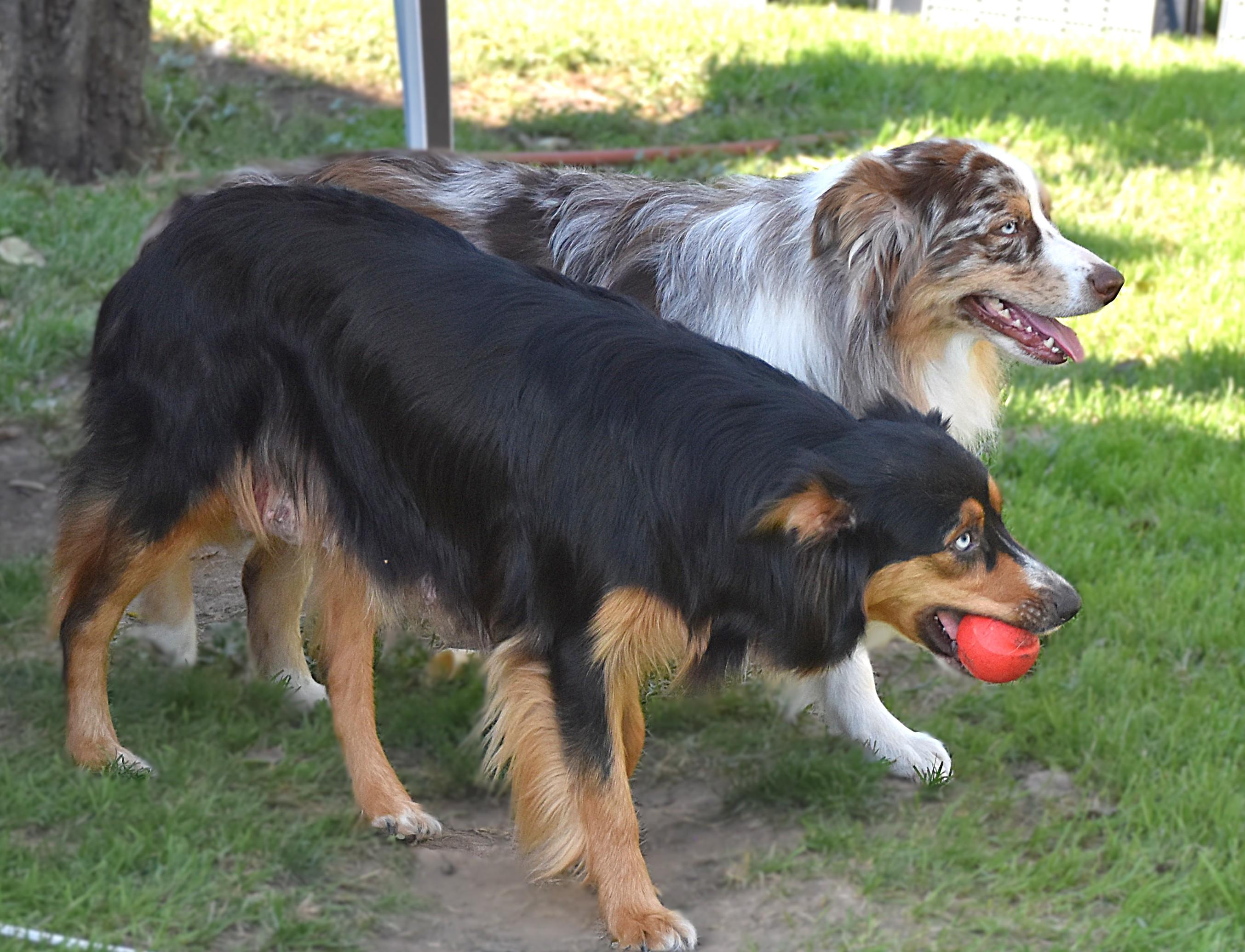 Wayward Trails Kennel in New York | Australian Shepherd puppies | Good Dog