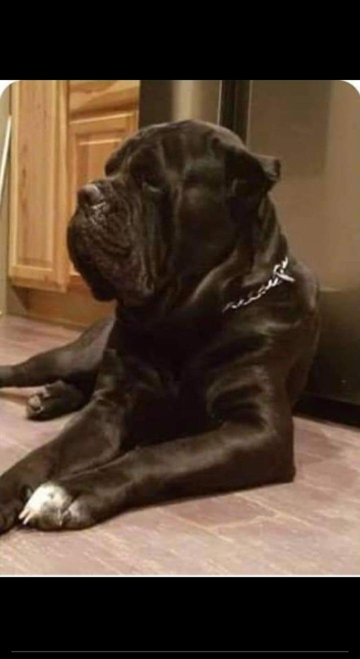Bane's Legacy Cane Corso in Oregon | Cane Corso puppies | Good Dog