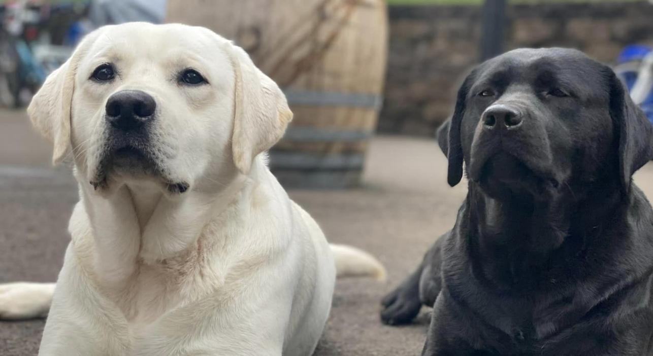 Mckenzie River Labrador Retrievers in Oregon | Labrador Retriever ...