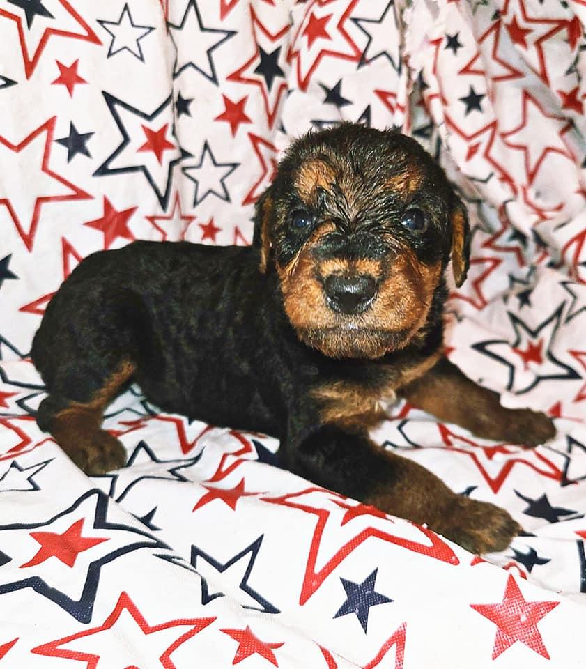 3M Ranch in Kansas | Airedale Terrier puppies | Good Dog