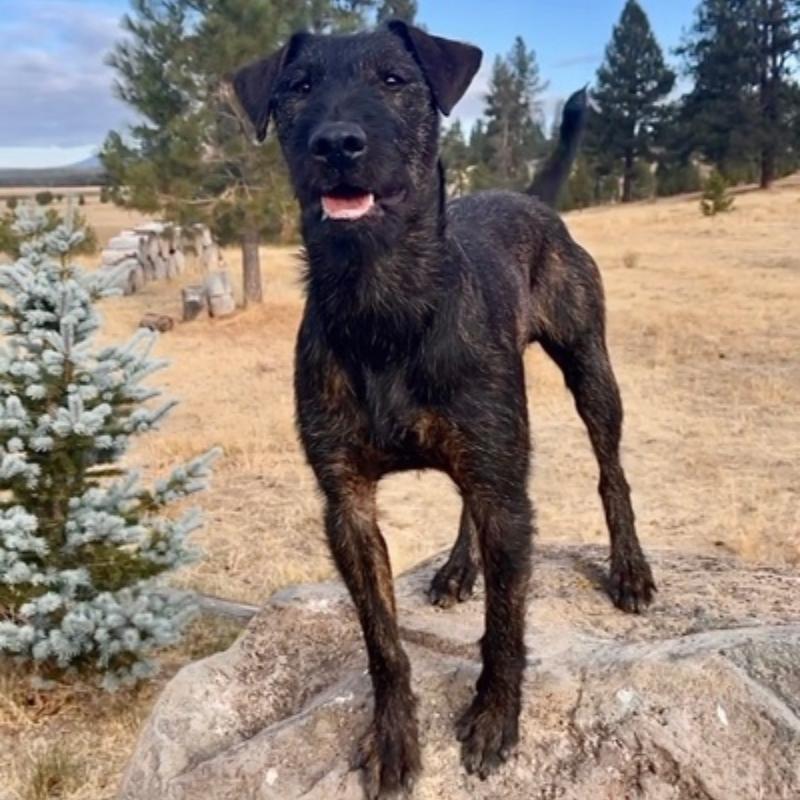 #1 Guide to Health Testing — Heideterrier | Good Dog
