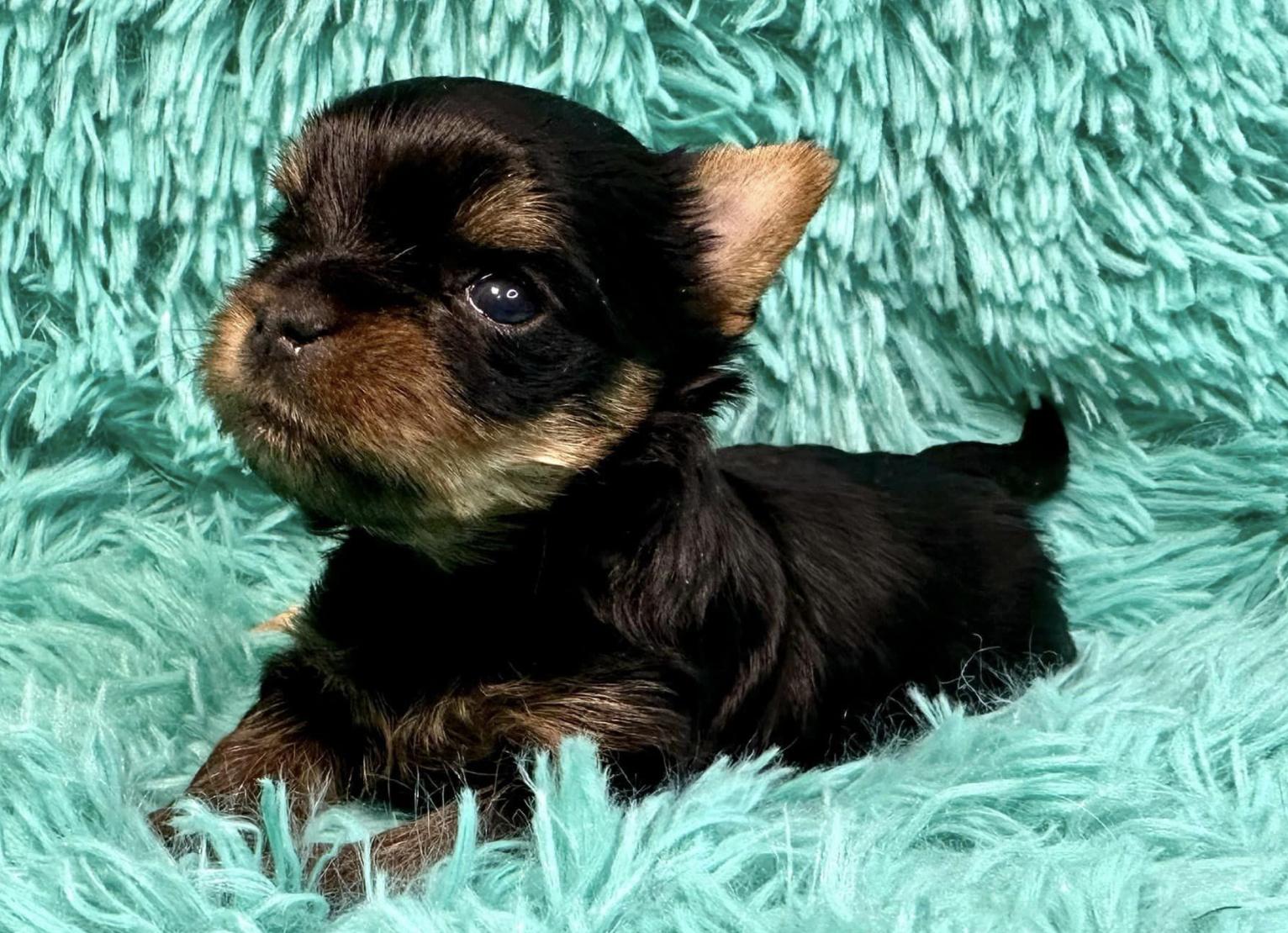 Big Sky Yorkies in Montana | Yorkshire Terrier puppies | Good Dog