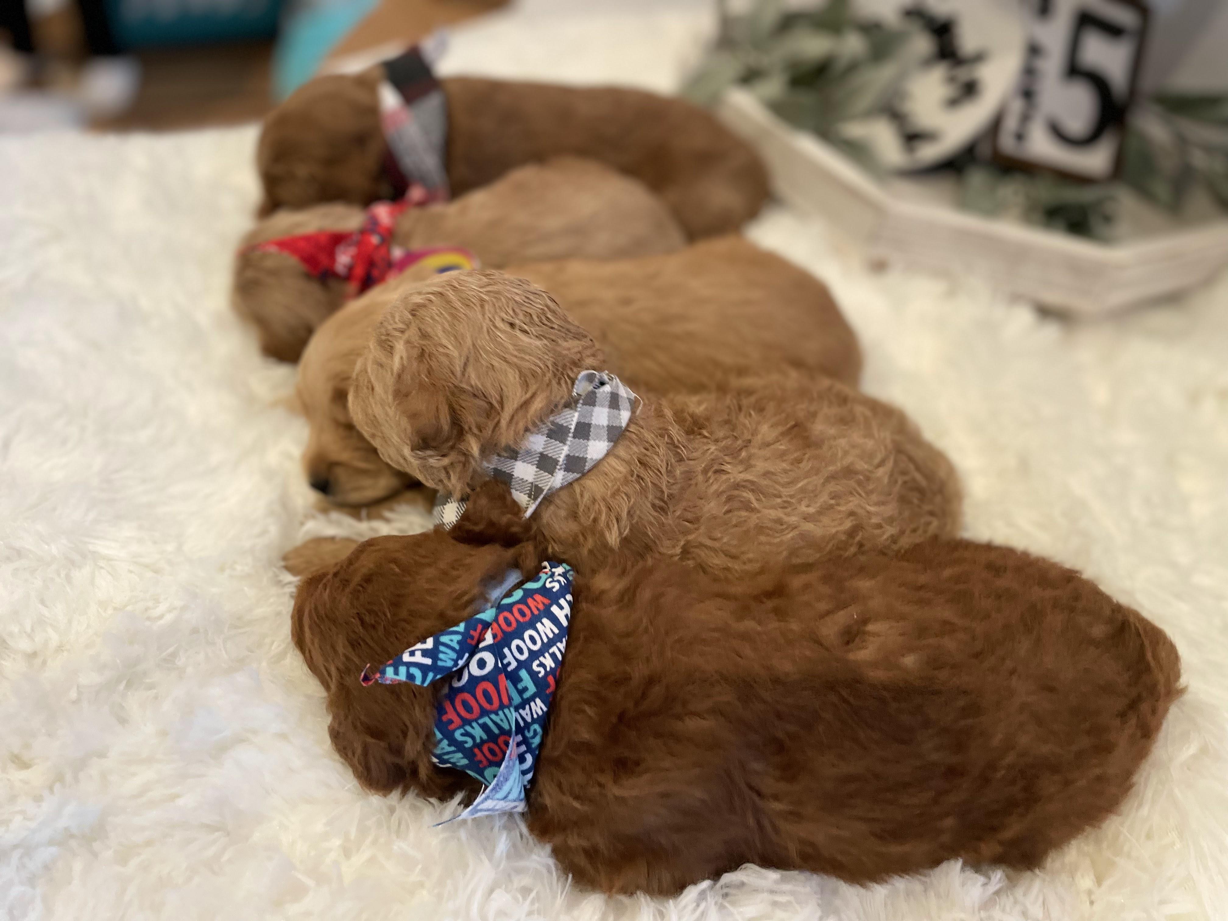 Red Canyon Doodles in Utah | Goldendoodle puppies | Good Dog