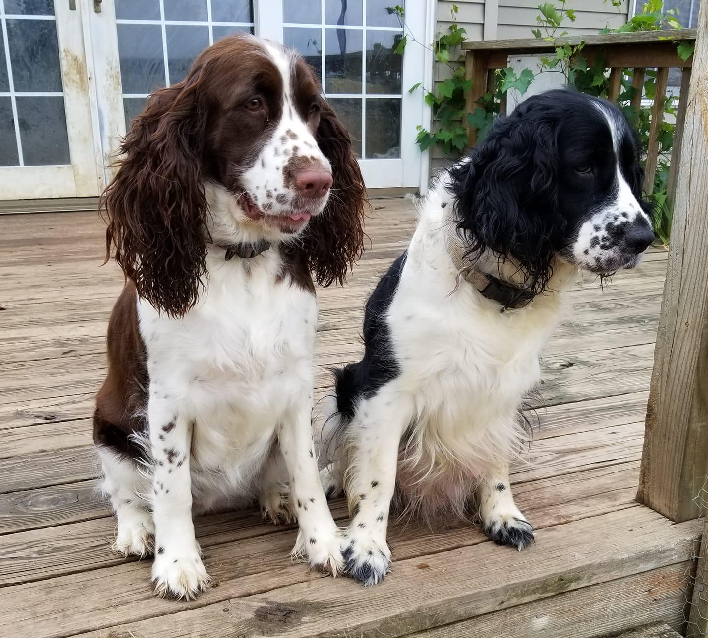 Jo's Gems Springer in Michigan | English Springer Spaniel puppies ...