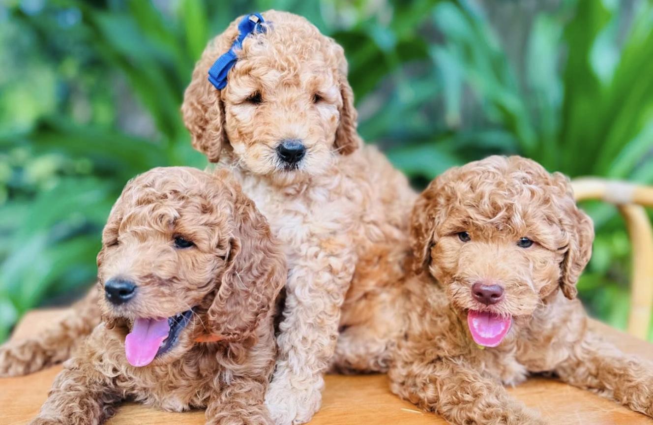 Leopard n Lace Doodles in Florida | Goldendoodle puppies | Good Dog