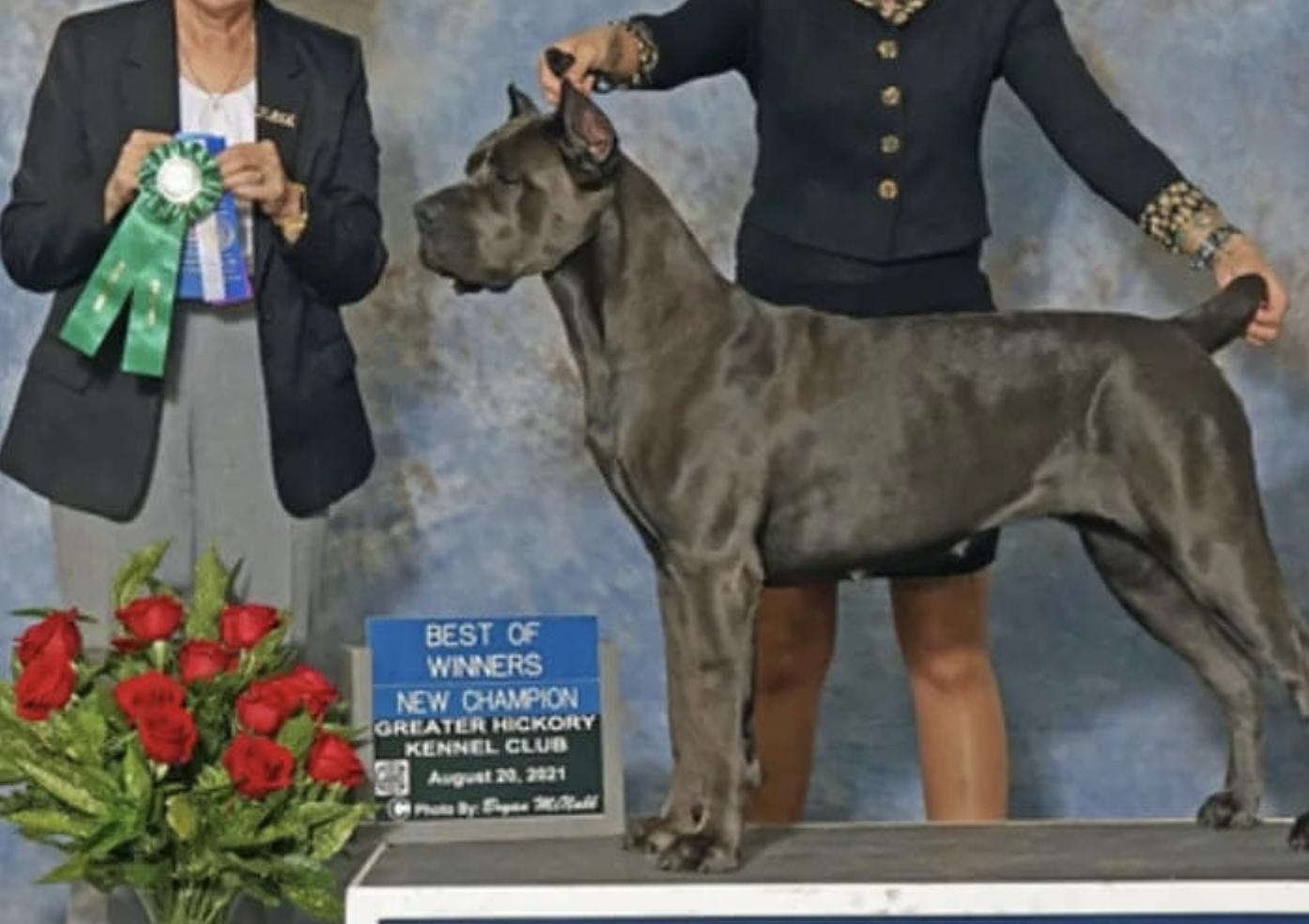 Forest Lake Cane Corsos in Florida | Cane Corso puppies | Good Dog