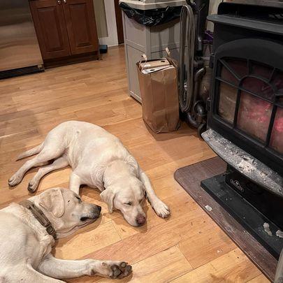 Cherry Mountain Labradors in North Carolina | Labrador Retriever ...