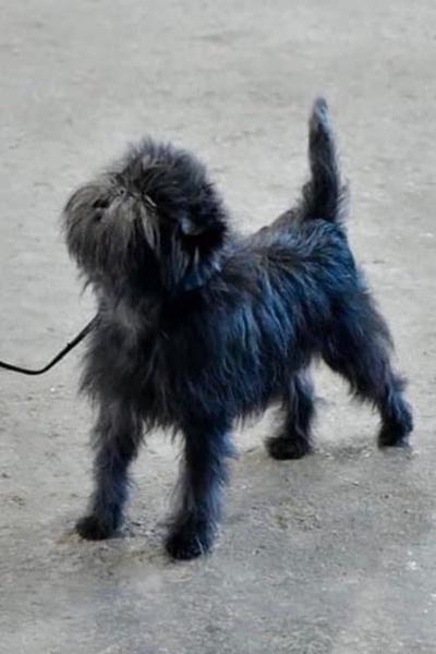 Archetype in California | Affenpinscher and Rhodesian Ridgeback puppies ...