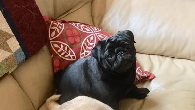 Susan Davis' Pugs in Virginia | Pug puppies | Good Dog
