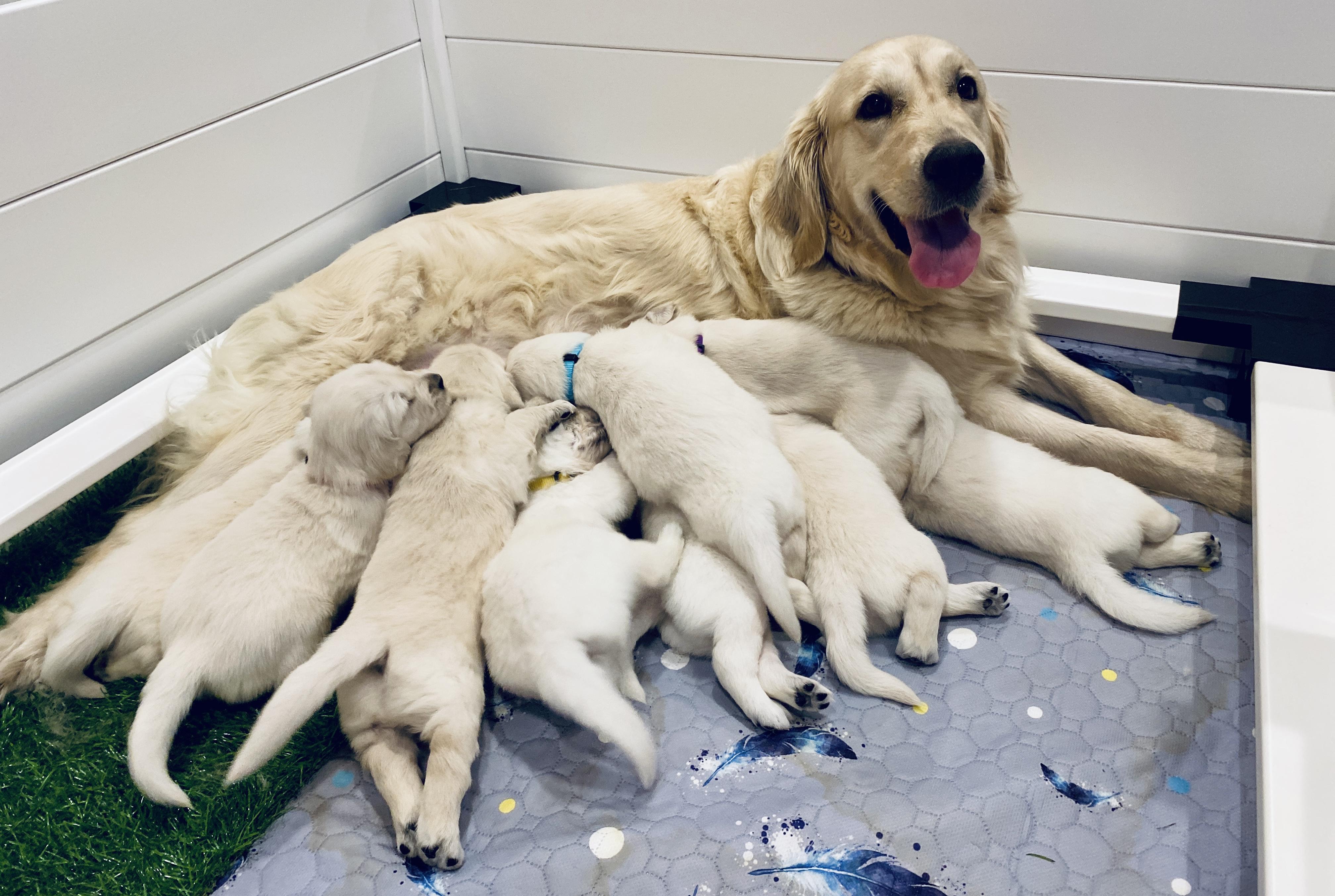 Abbie's Golden Retrievers in Wisconsin | Golden Retriever puppies ...