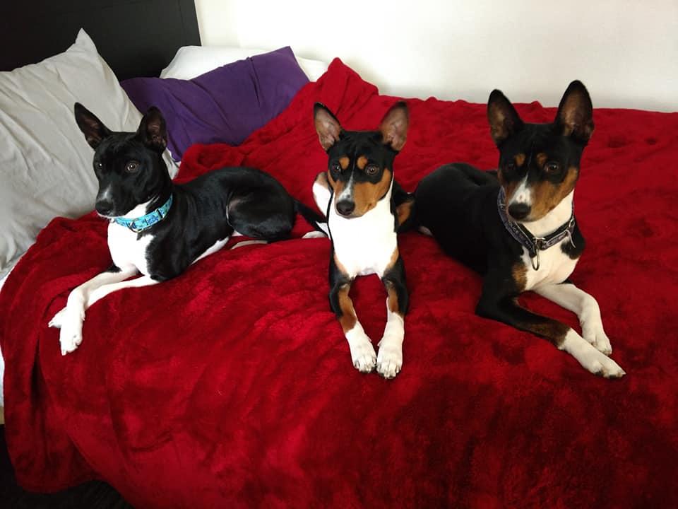 Lia Faille Basenji & Rhodesian Ridgebacks in Michigan | Basenji and ...