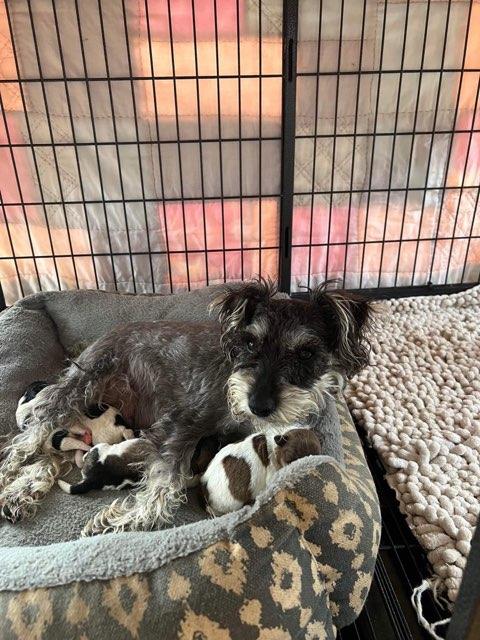Rivers Edge Schnauzers by Joyce Clark in Alabama | Miniature Schnauzer ...