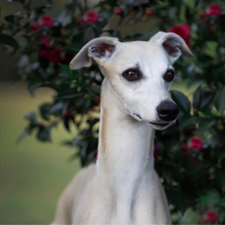 Skyline Whippets in Georgia | Whippet puppies | Good Dog