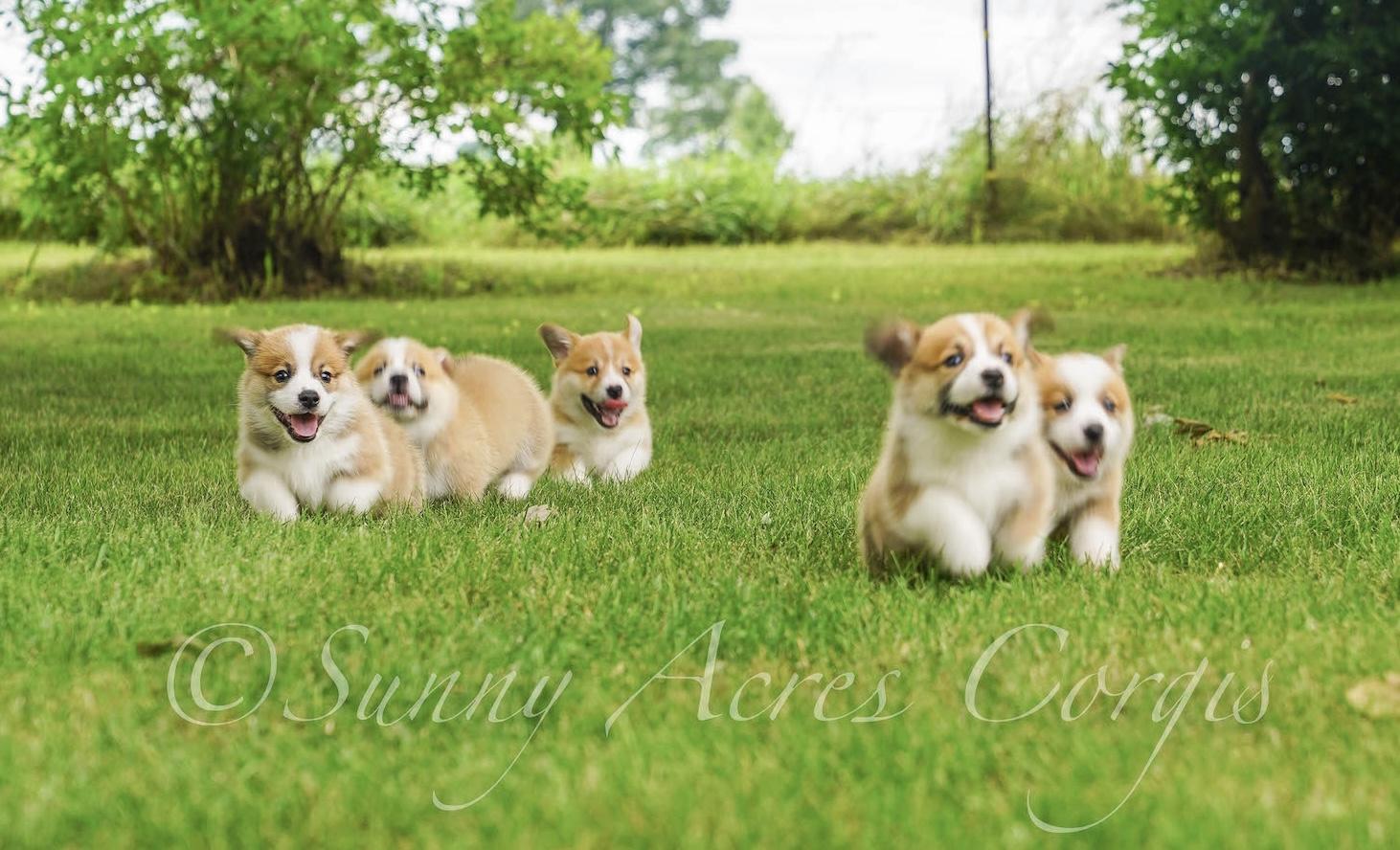 Sunny Acres Corgis in Indiana | Pembroke Welsh Corgi puppies | Good Dog