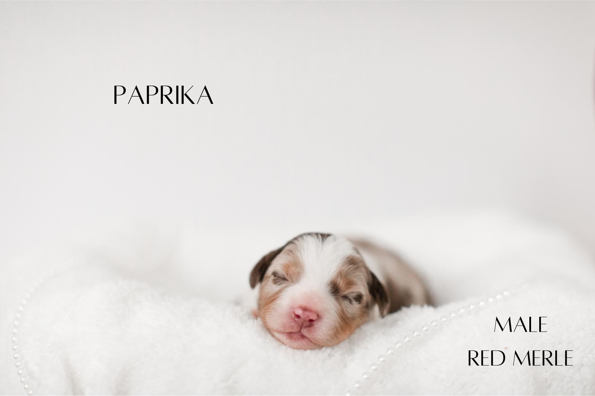 Kari's Mini Aussies in Ohio | Miniature Australian Shepherd puppies ...