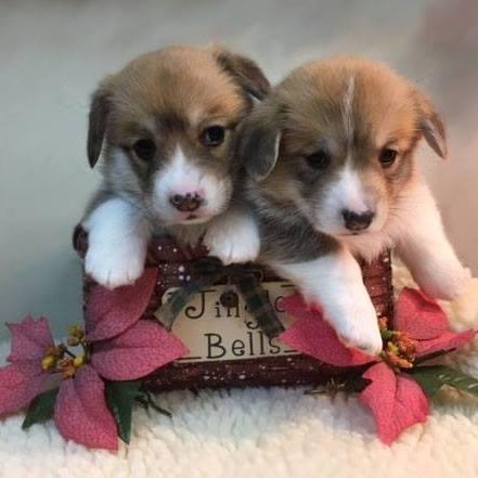 Northrun Pembroke Welsh Corgis in Maine | Pembroke Welsh Corgi puppies ...