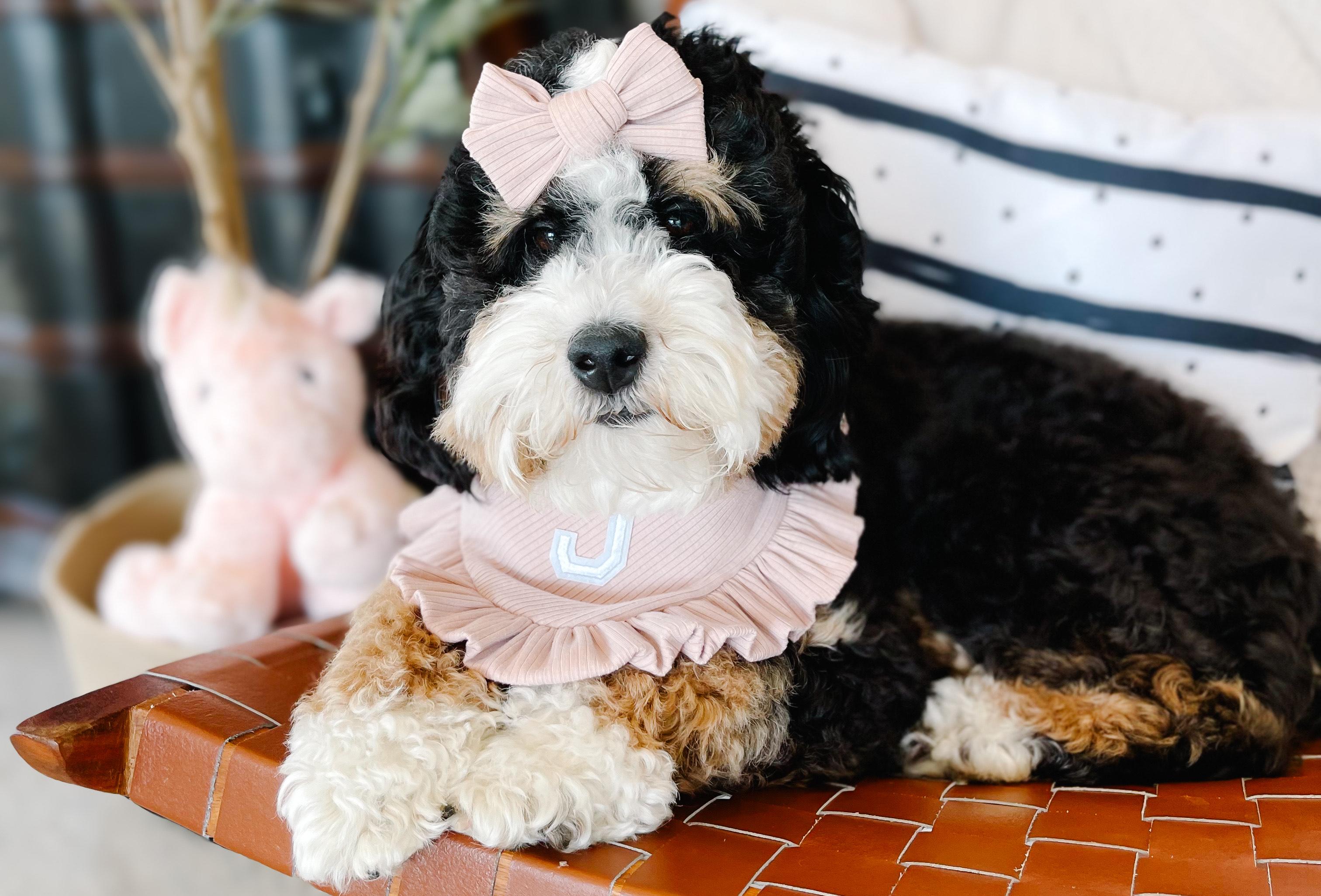 Jordan Family Doodles in Illinois | Bernedoodle puppies | Good Dog