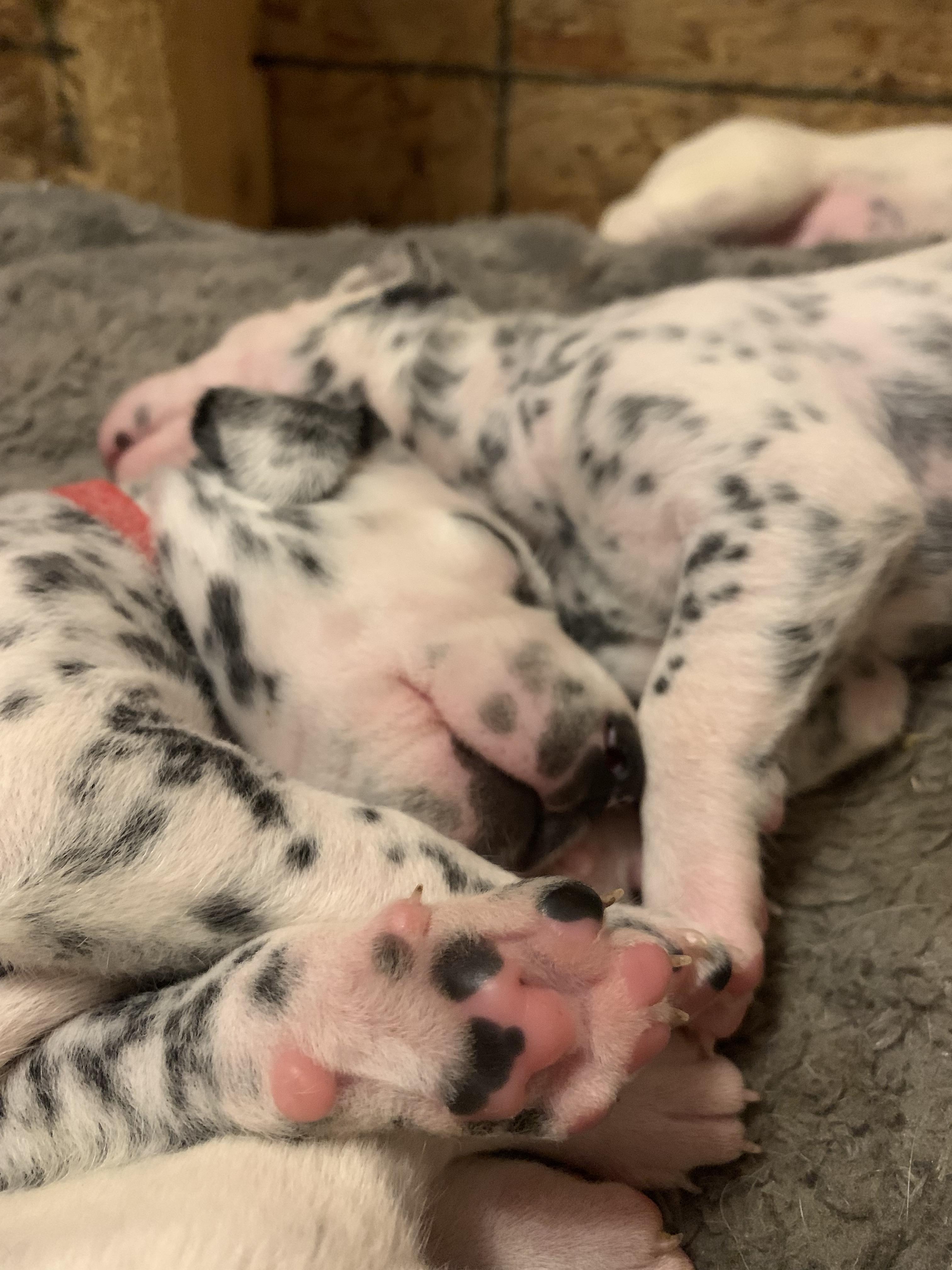 LUA Dals in Kansas | Dalmatian puppies | Good Dog