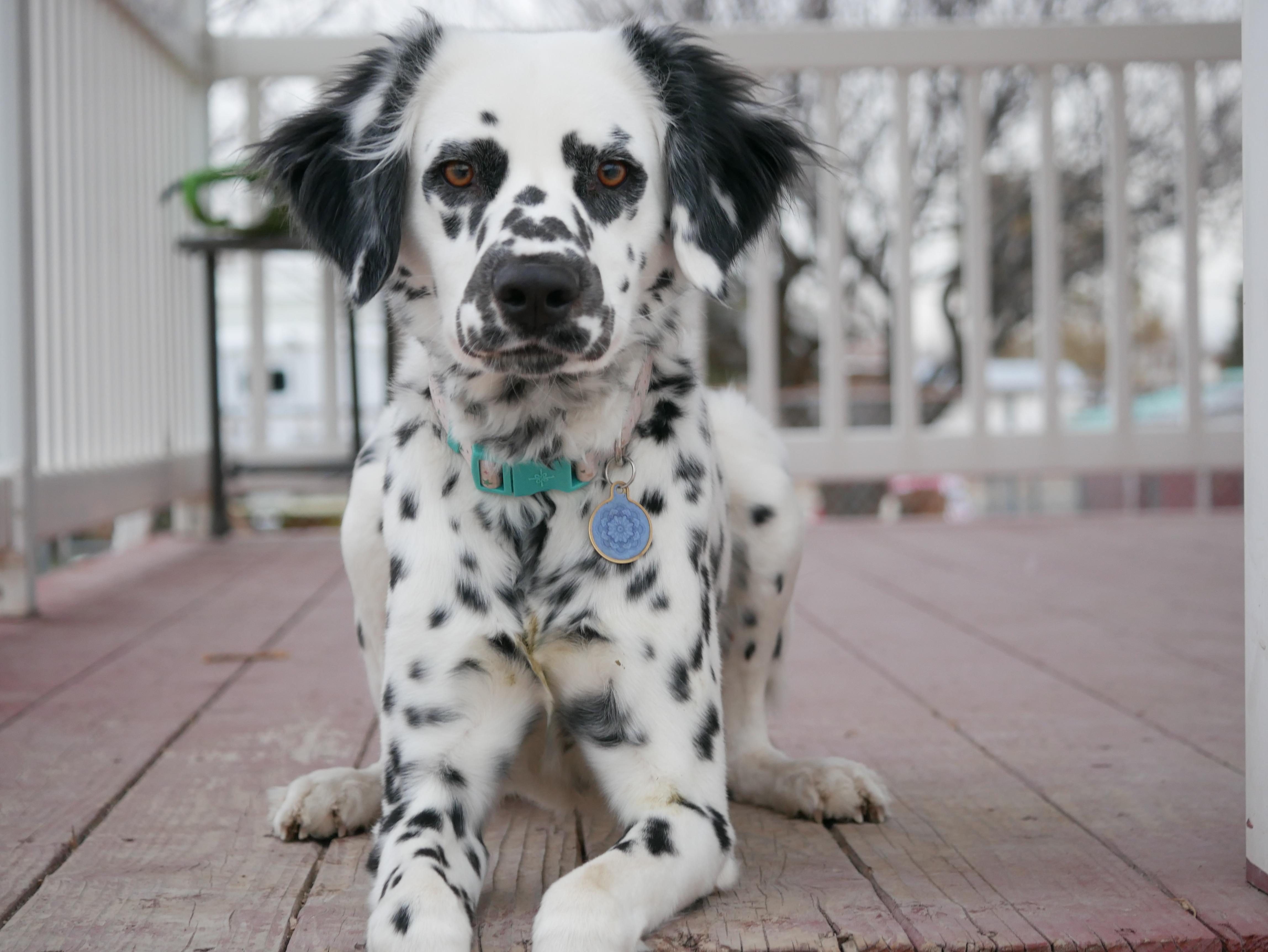 Speckled Spots Dalmatians in Utah | Dalmatian puppies | Good Dog