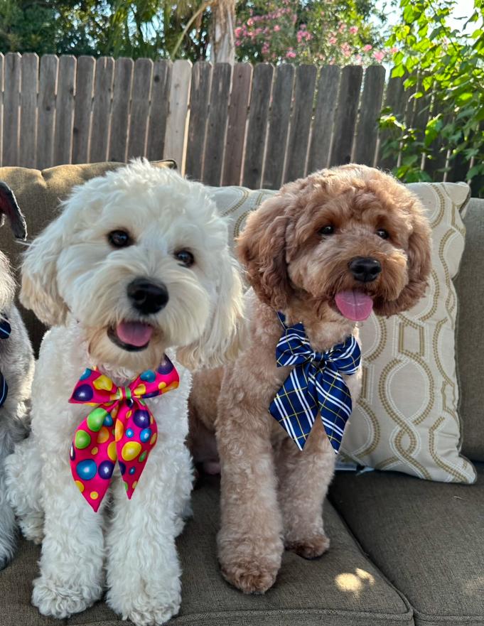 Mollys Dollys in California | Cockapoo puppies | Good Dog