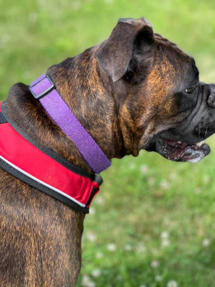 Allison's Boxers in Ohio | Boxer puppies | Good Dog