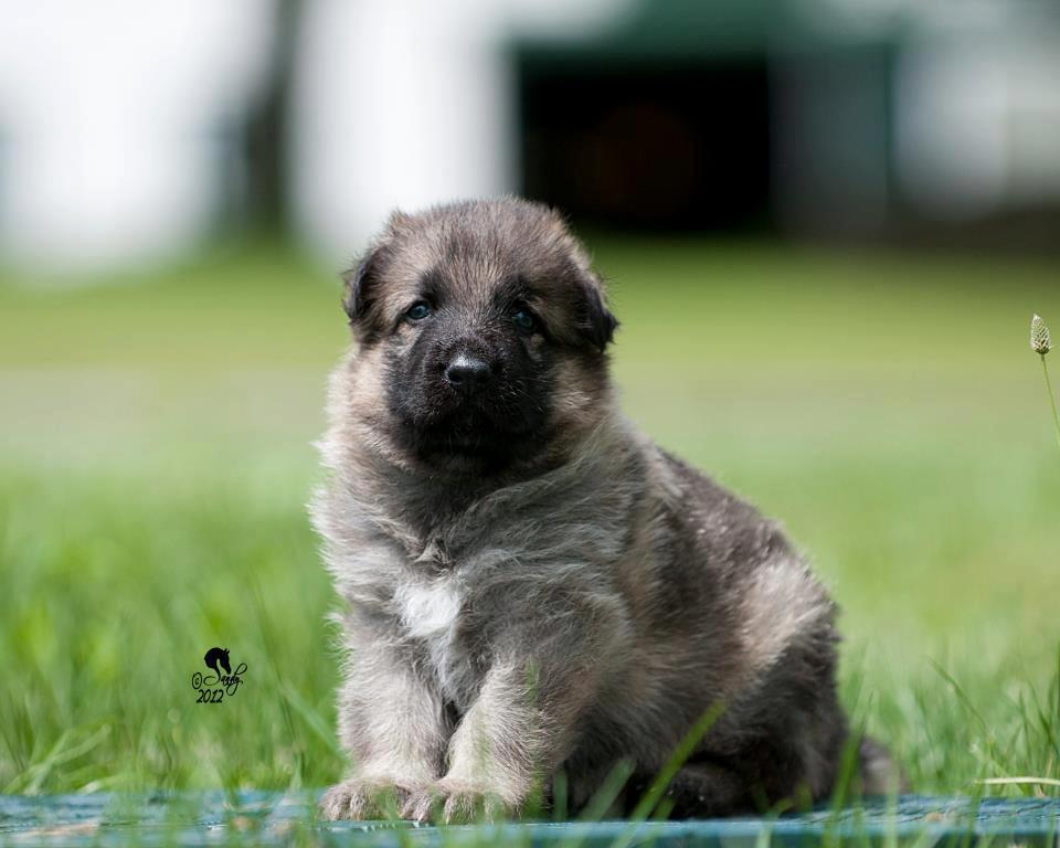 Kysarah German Shepherds in New Hampshire | German Shepherd puppies ...
