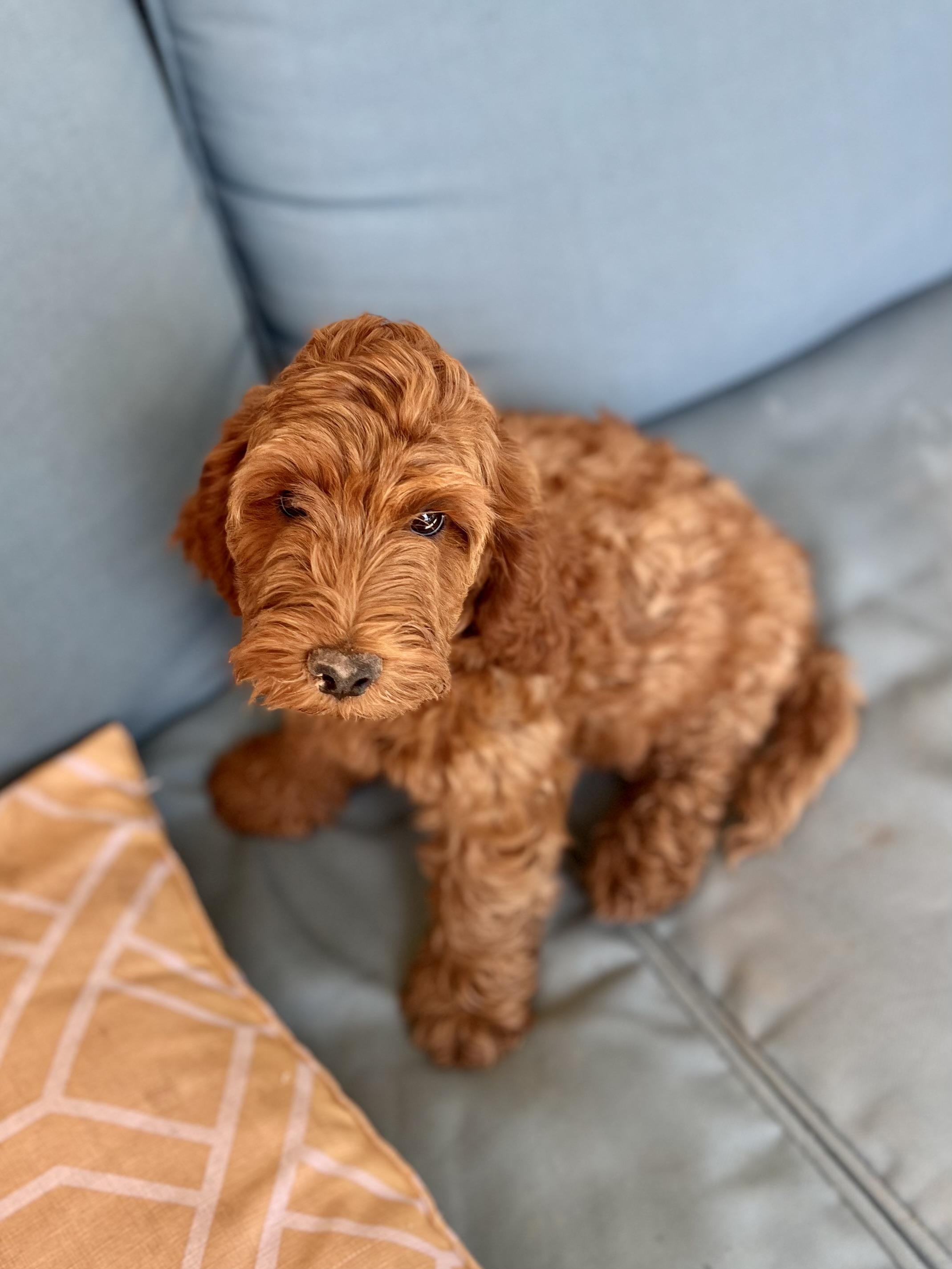 PollyWally Doodle in Utah | Goldendoodle and Irish Doodle puppies ...