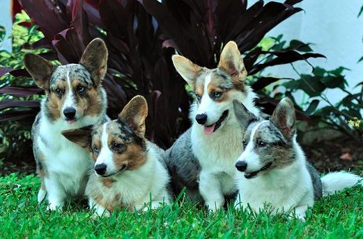 Sun Kissed Kennels in Florida | Cardigan Welsh Corgi and English ...