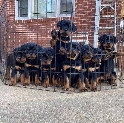 Boss Rottweiler Haus in Kentucky | Rottweiler puppies | Good Dog
