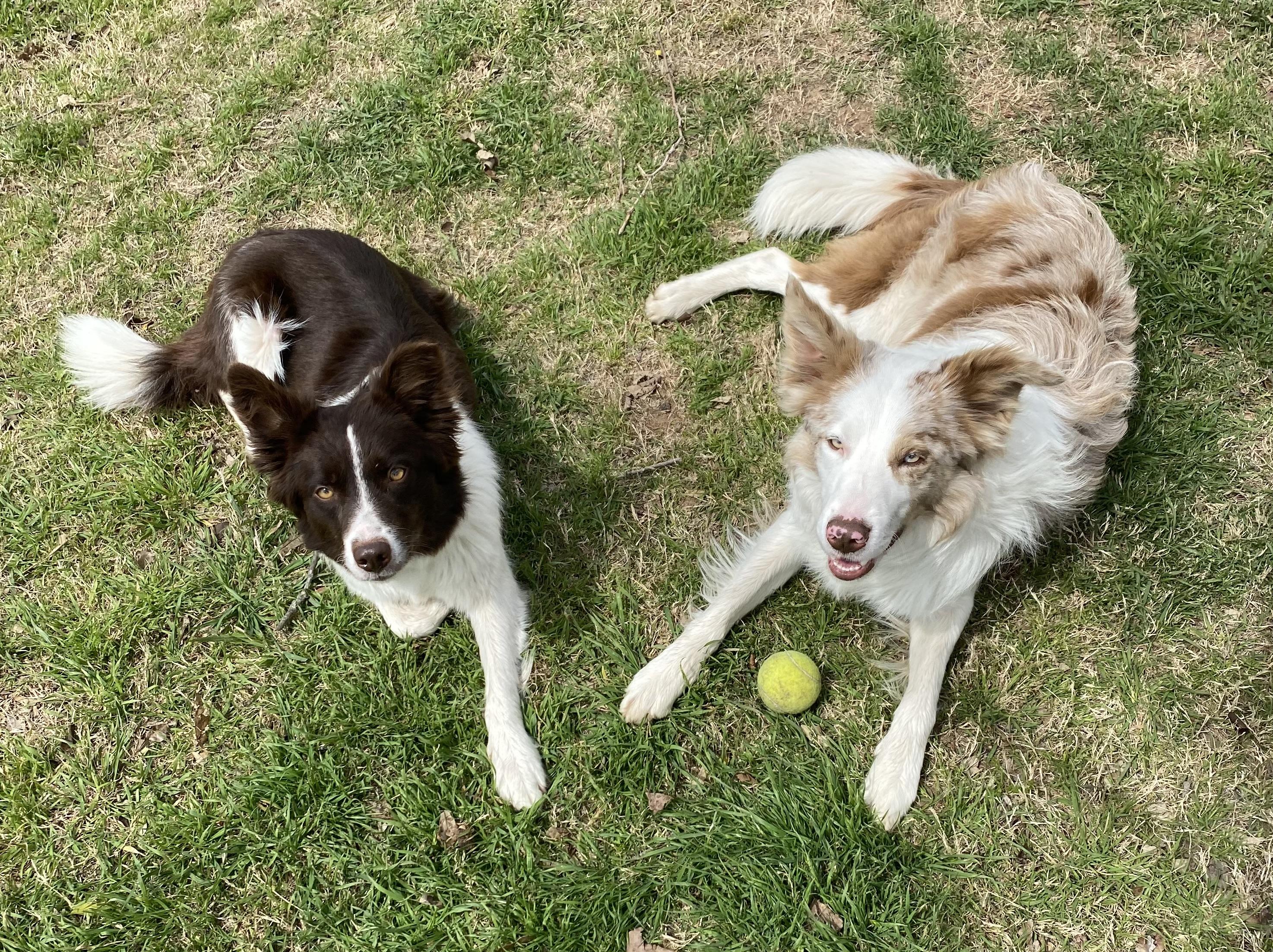 Rocking H Border Collies in Texas | Border Collie puppies | Good Dog