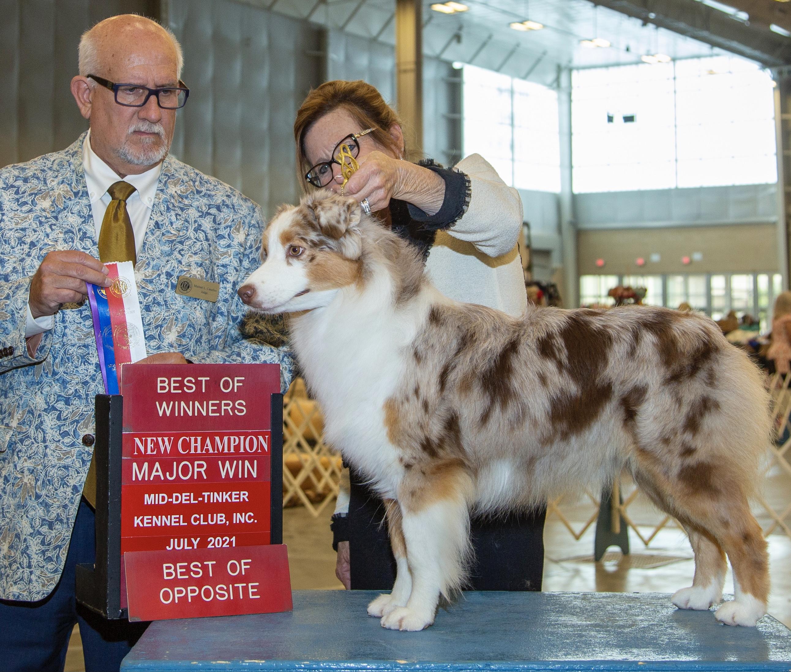 Paris Miniature Americans in Texas | Miniature American Shepherd ...