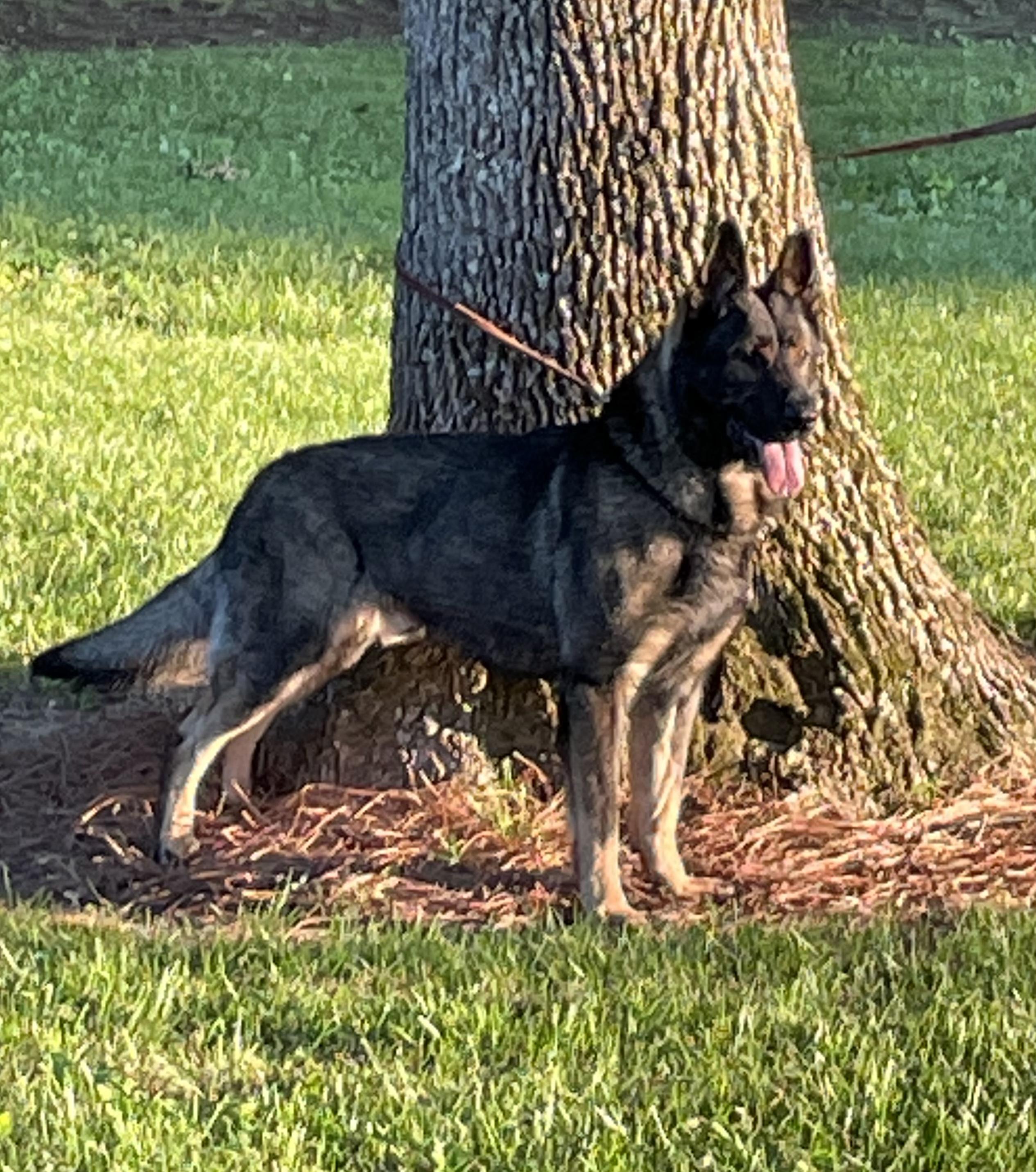 Stonewick German Shepherds in Illinois | German Shepherd puppies | Good Dog
