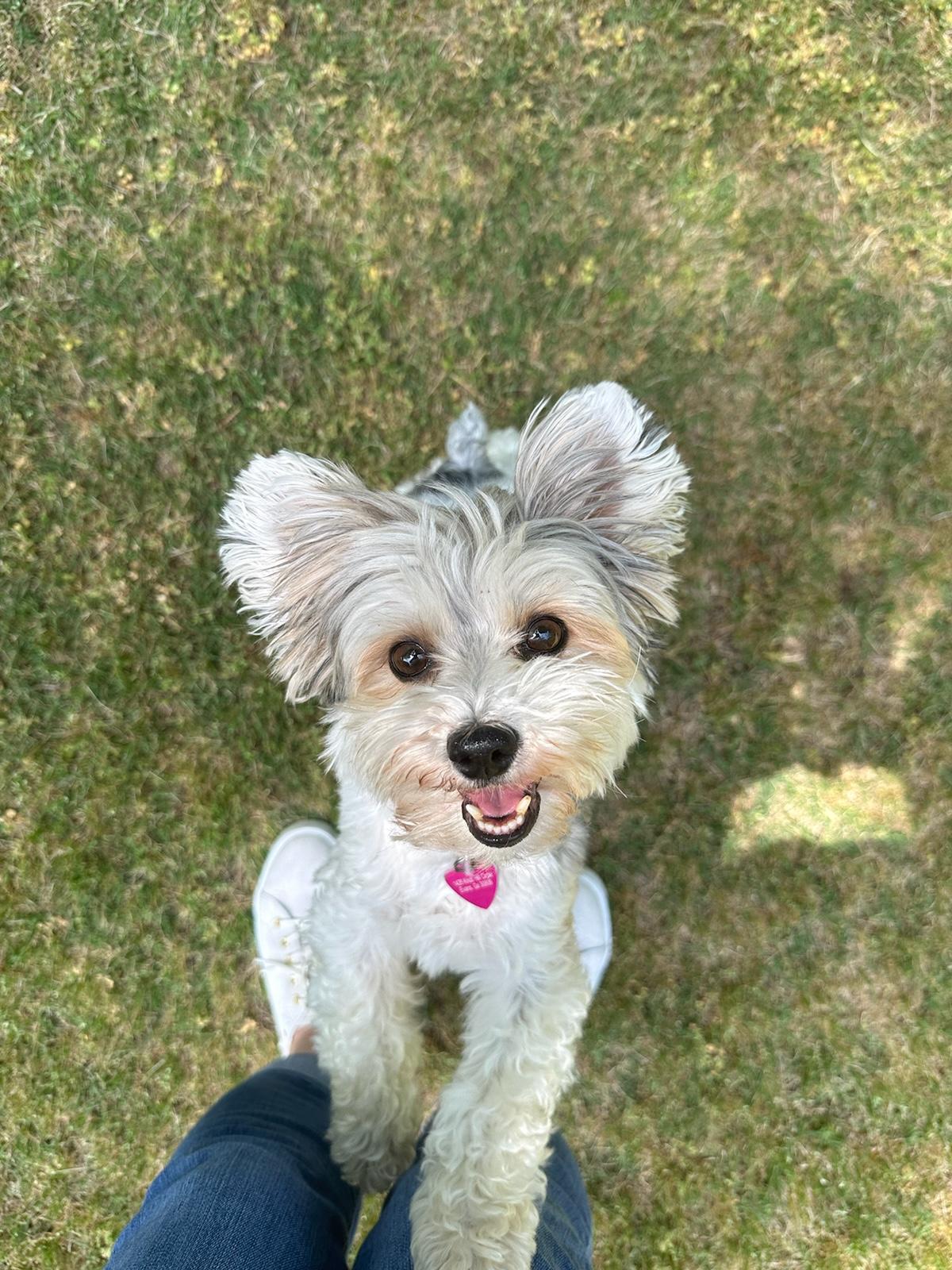 Melissa's Paw Impressions in Georgia | Yorkshire Terrier puppies | Good Dog