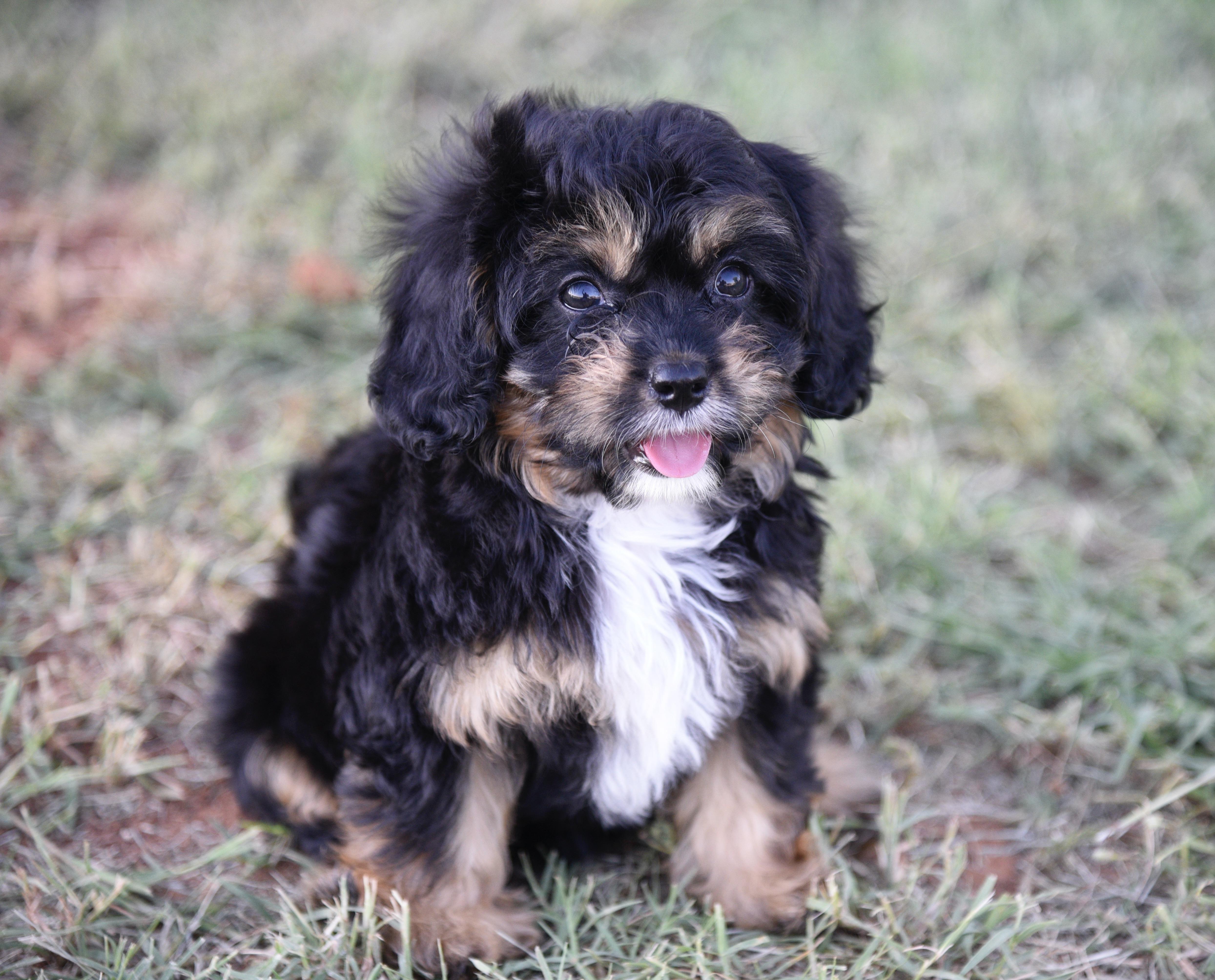 Lindsey’s Cavies in Oklahoma | Cavalier King Charles Spaniel and ...