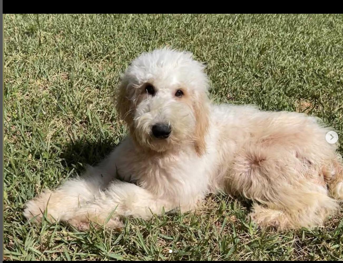 Smartdoodlepuppies in Florida | Goldendoodle puppies | Good Dog